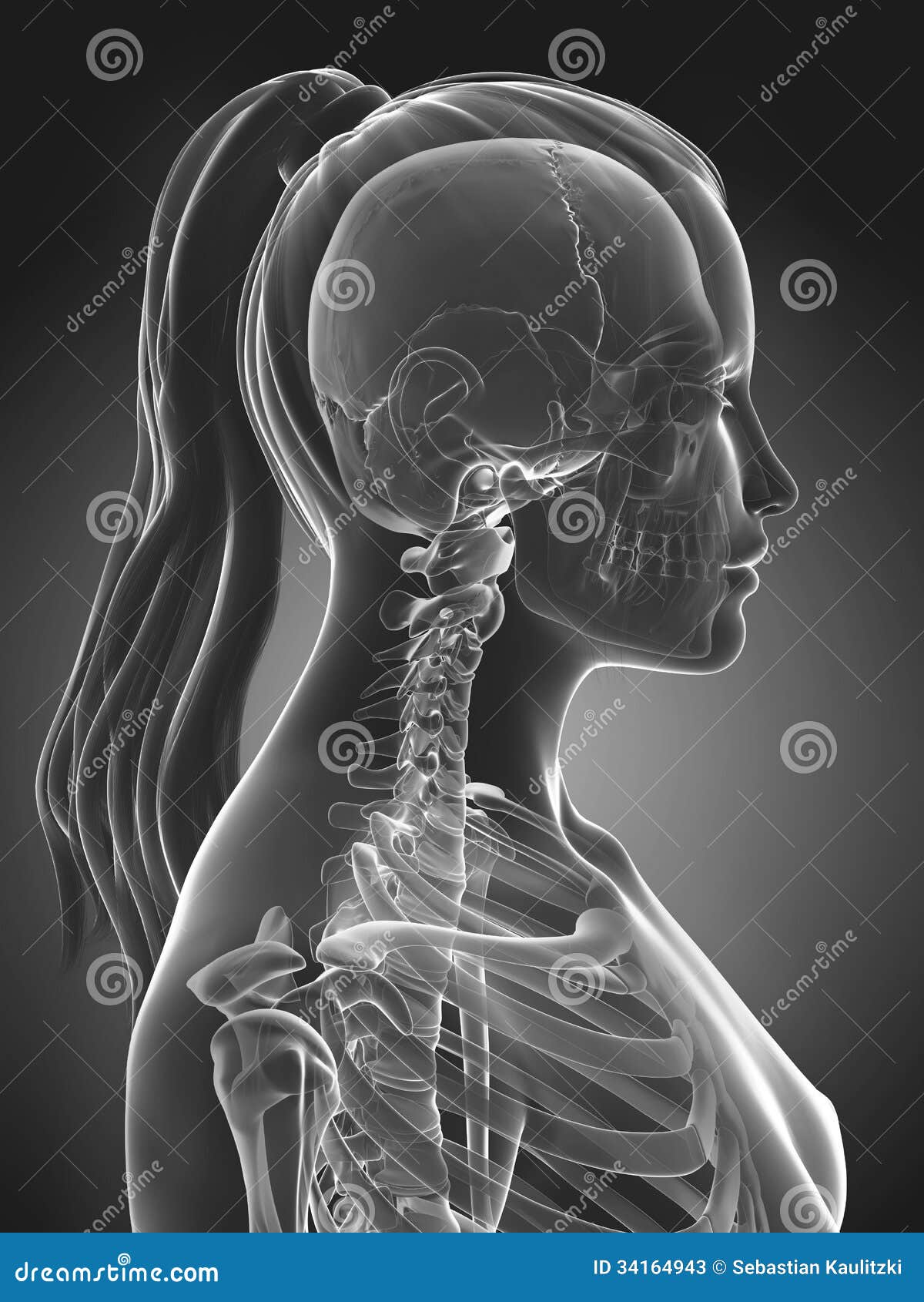Female Skull / Cranium Anatomy Stock Photo | CartoonDealer.com #47171730