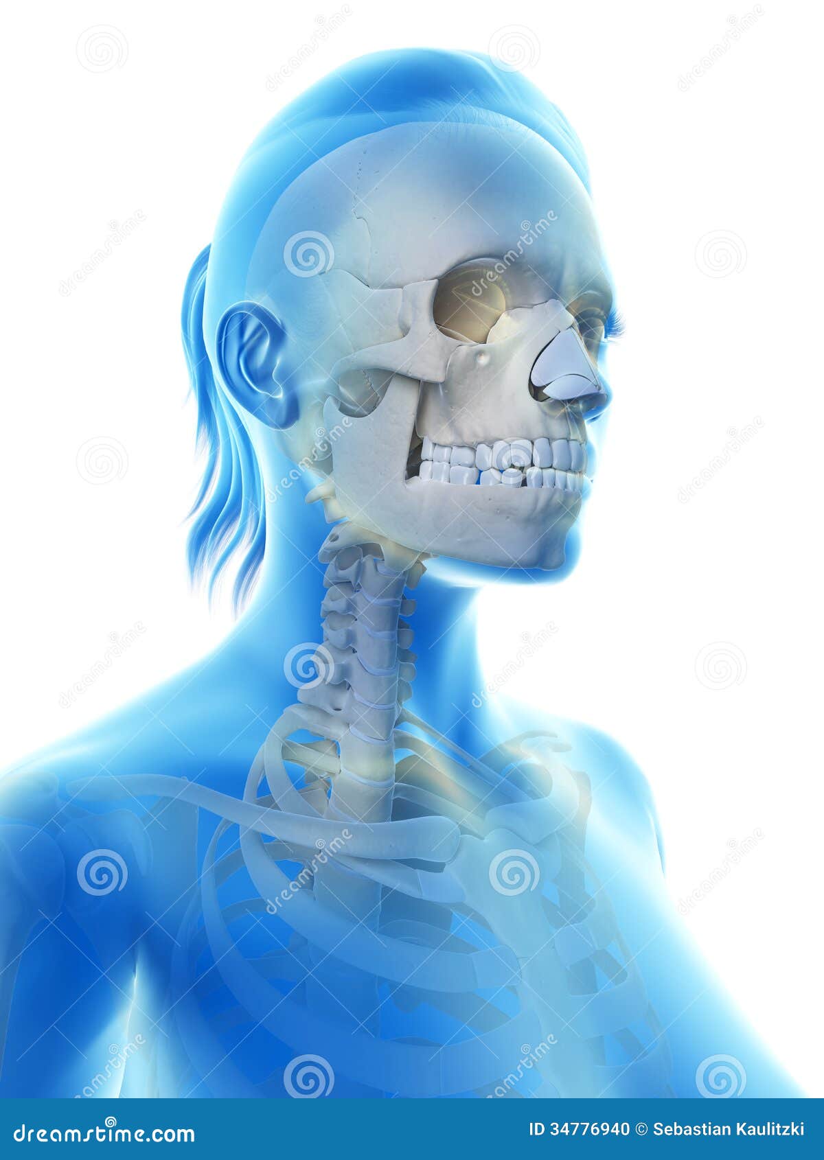 Female Skull / Cranium Anatomy Stock Photo | CartoonDealer.com #47171730