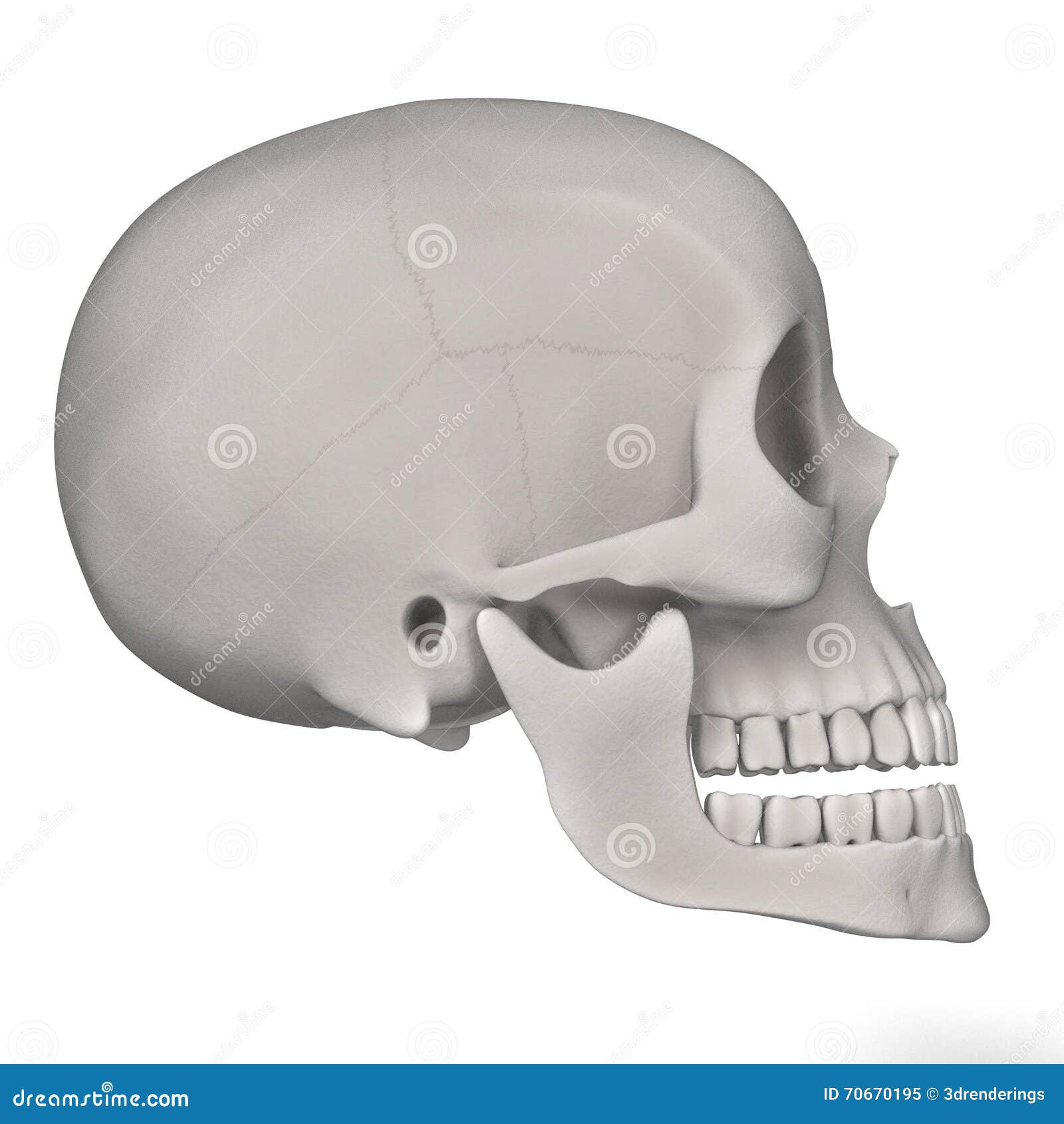 Female Skull / Cranium Anatomy Royalty-Free Stock Photo | CartoonDealer ...