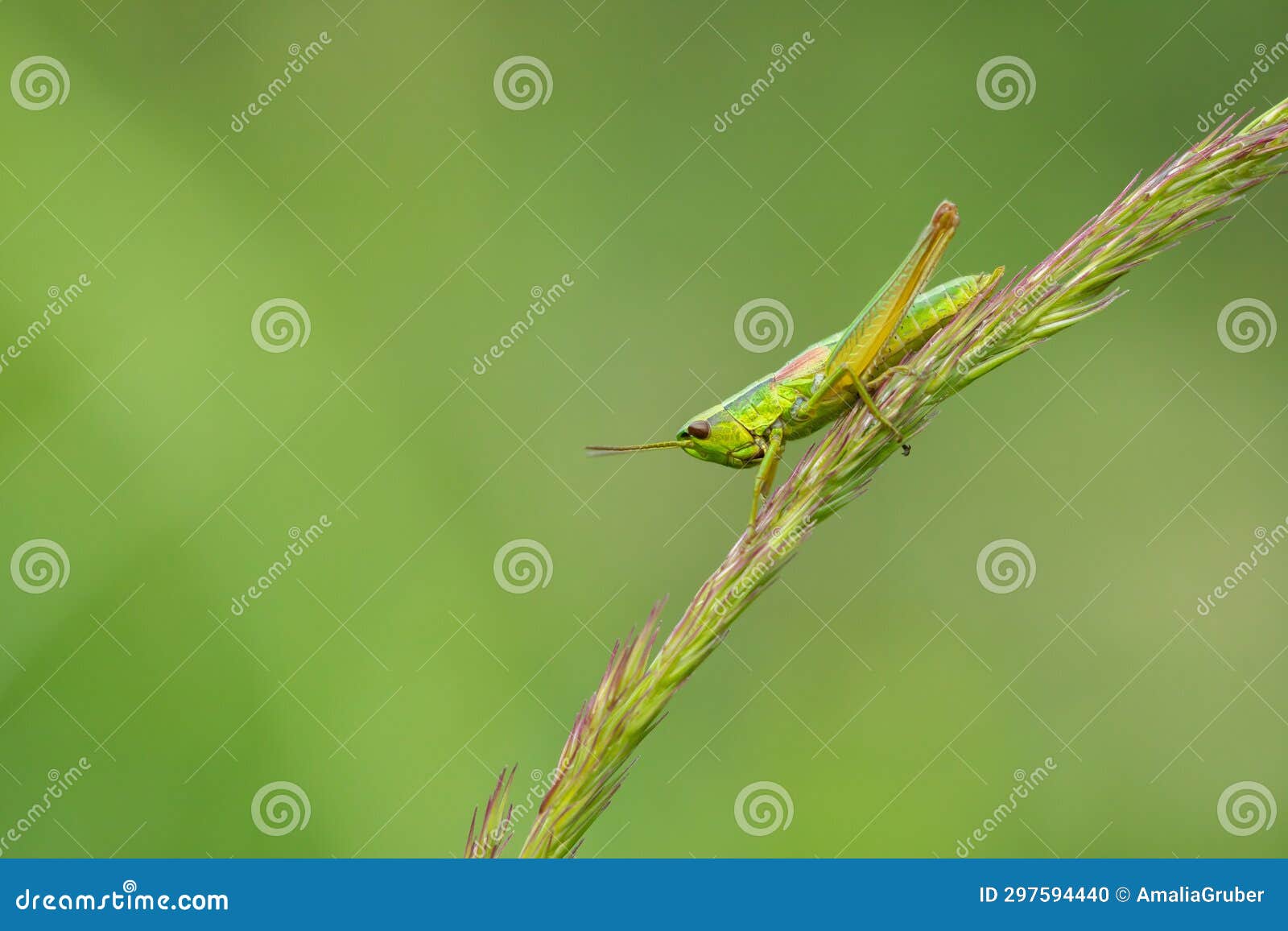 Female Small Gold Grashopper (Euthystira Brachyptera) Stock Photo ...