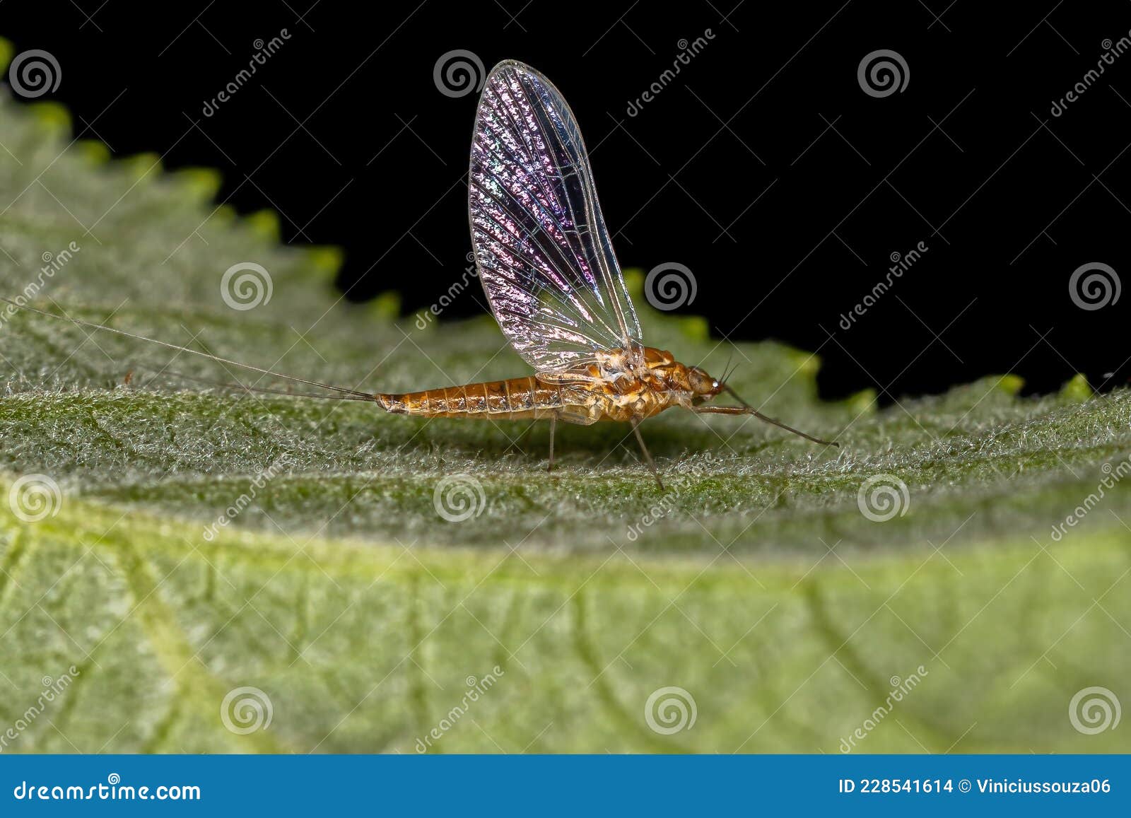 Female small mayfly stock photo. Image of fishing, closeup - 228541614