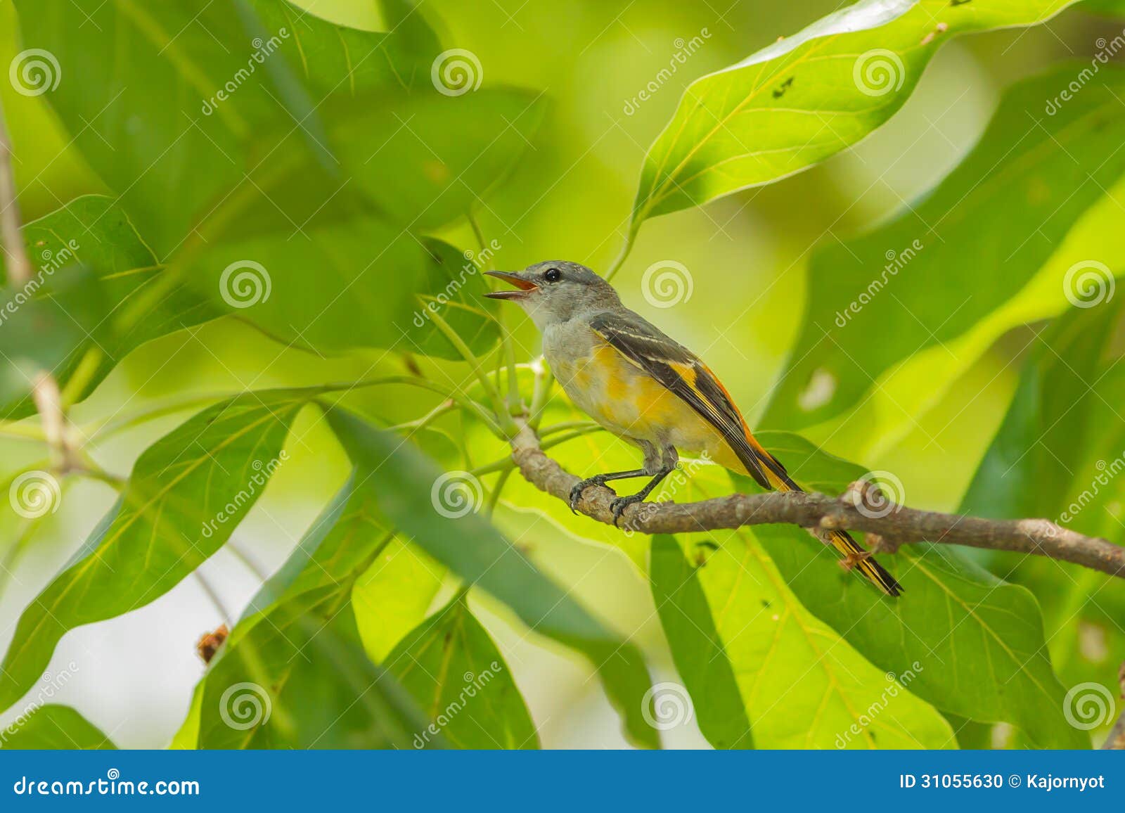 Female Small Minivet stock photo. Image of feather, thailand - 31055630