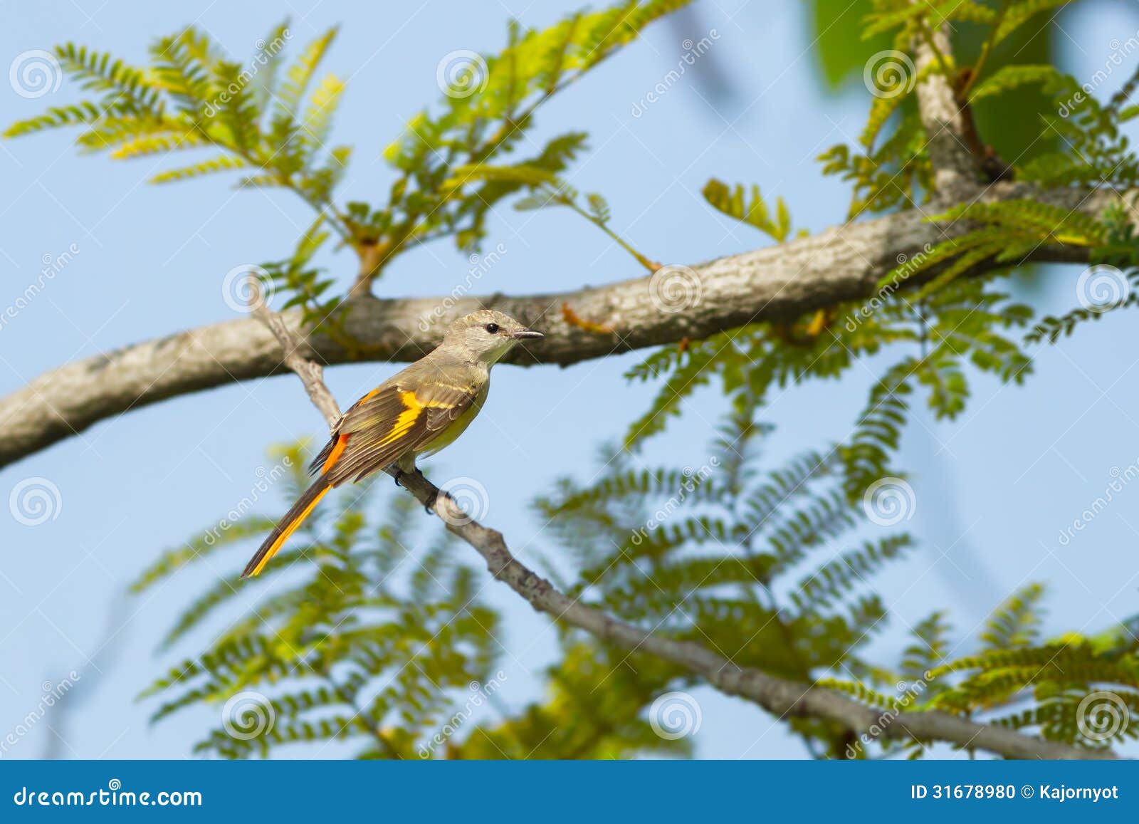 Female Small Minivet (Pericrocotus Cinnamomeus) Stock Photo - Image of ...