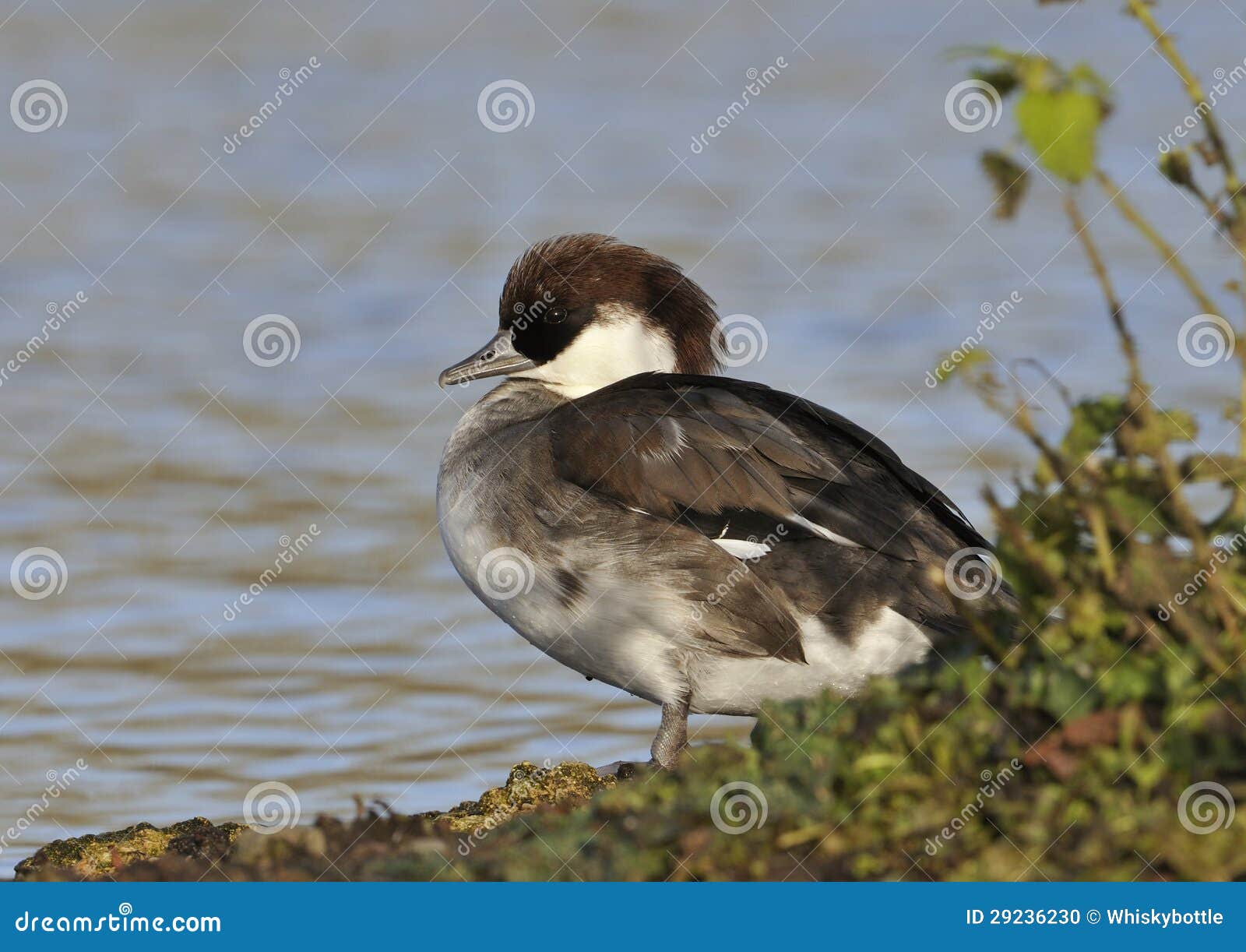 Female Smew stock photo. Image of smew, bird, horizontal - 29236230