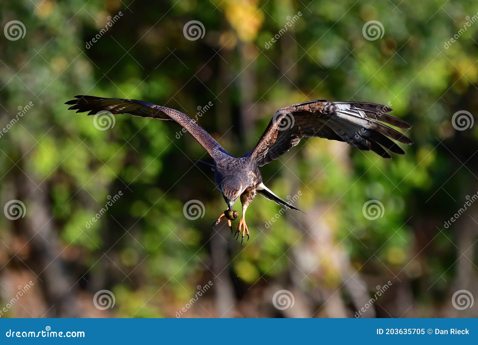 Female Snail Kite Eating an Apple Snail while Flying Stock Image ...