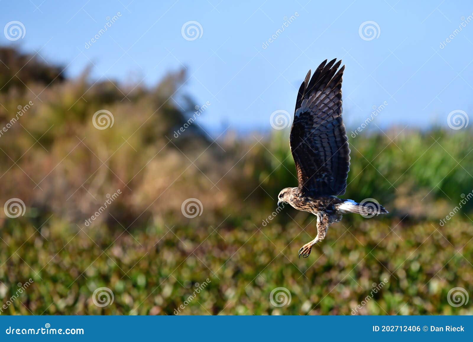 Female Snail Kite in Flight Stock Photo - Image of snail, hawk: 202712406