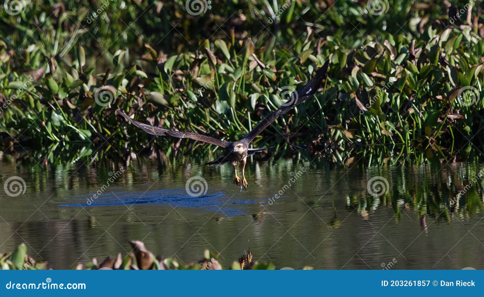 Female Snail Kite Grabbing Apple Snail Stock Image - Image of female ...