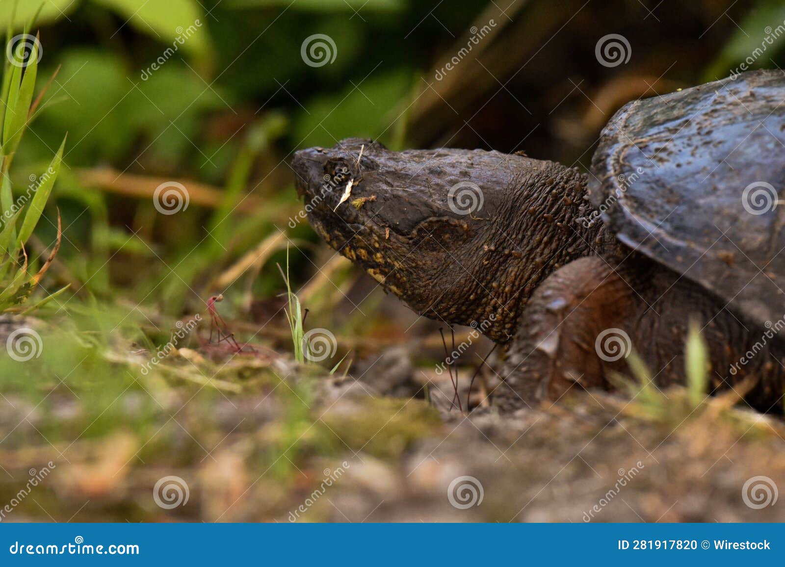 Behemoth Snapper Laying Eggs Stock Photo - Image of reptile, green ...