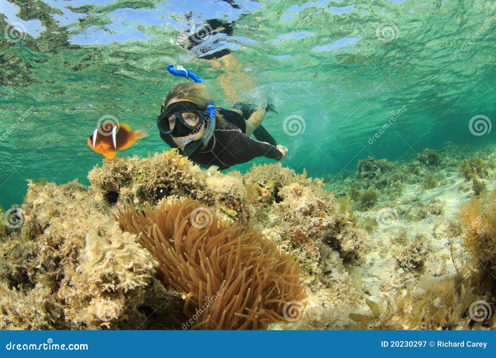 Female Snorkeler stock image. Image of explore, fish - 20230297