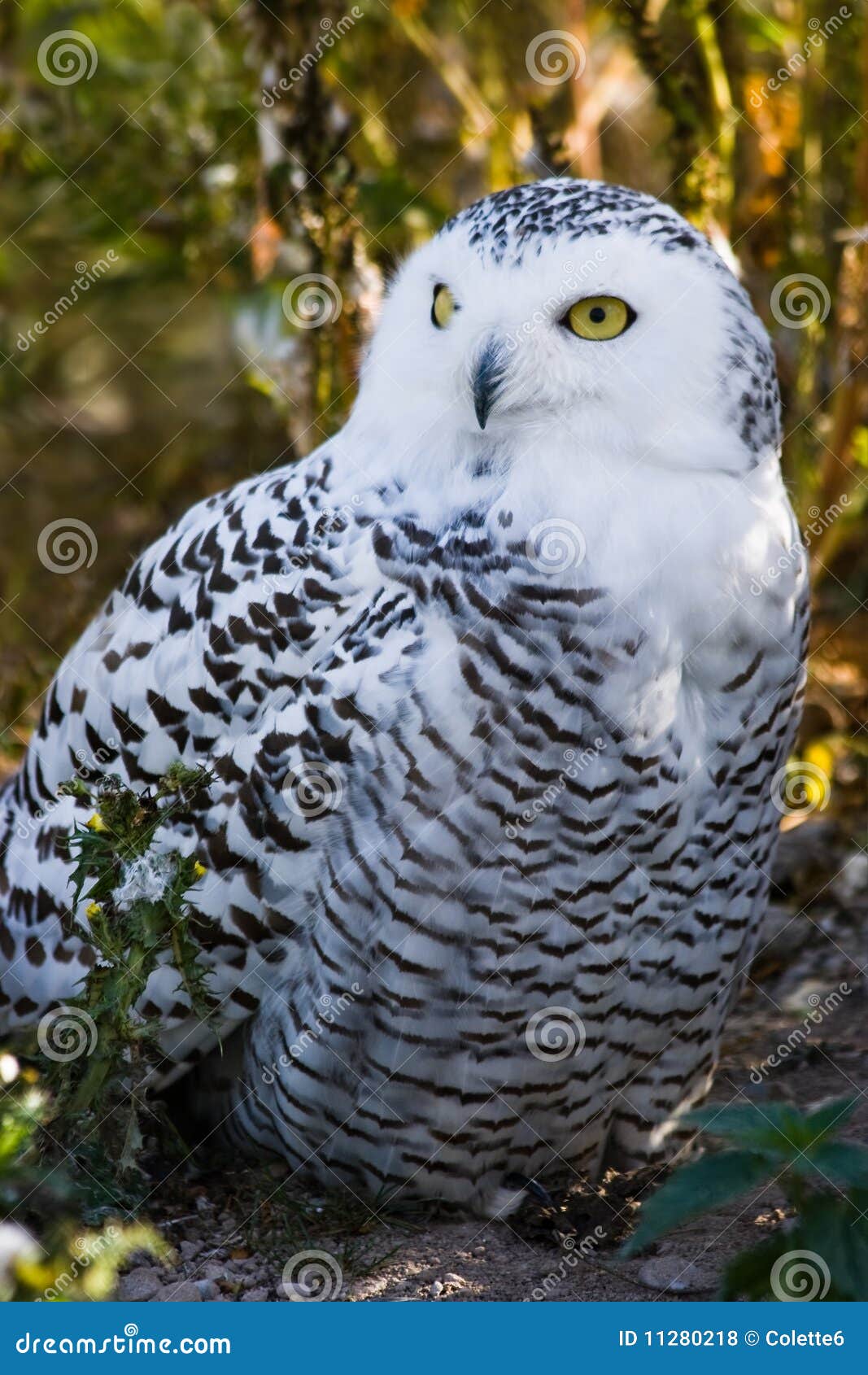Female Snowy owl stock photo. Image of scandiacus, hunter - 11280218