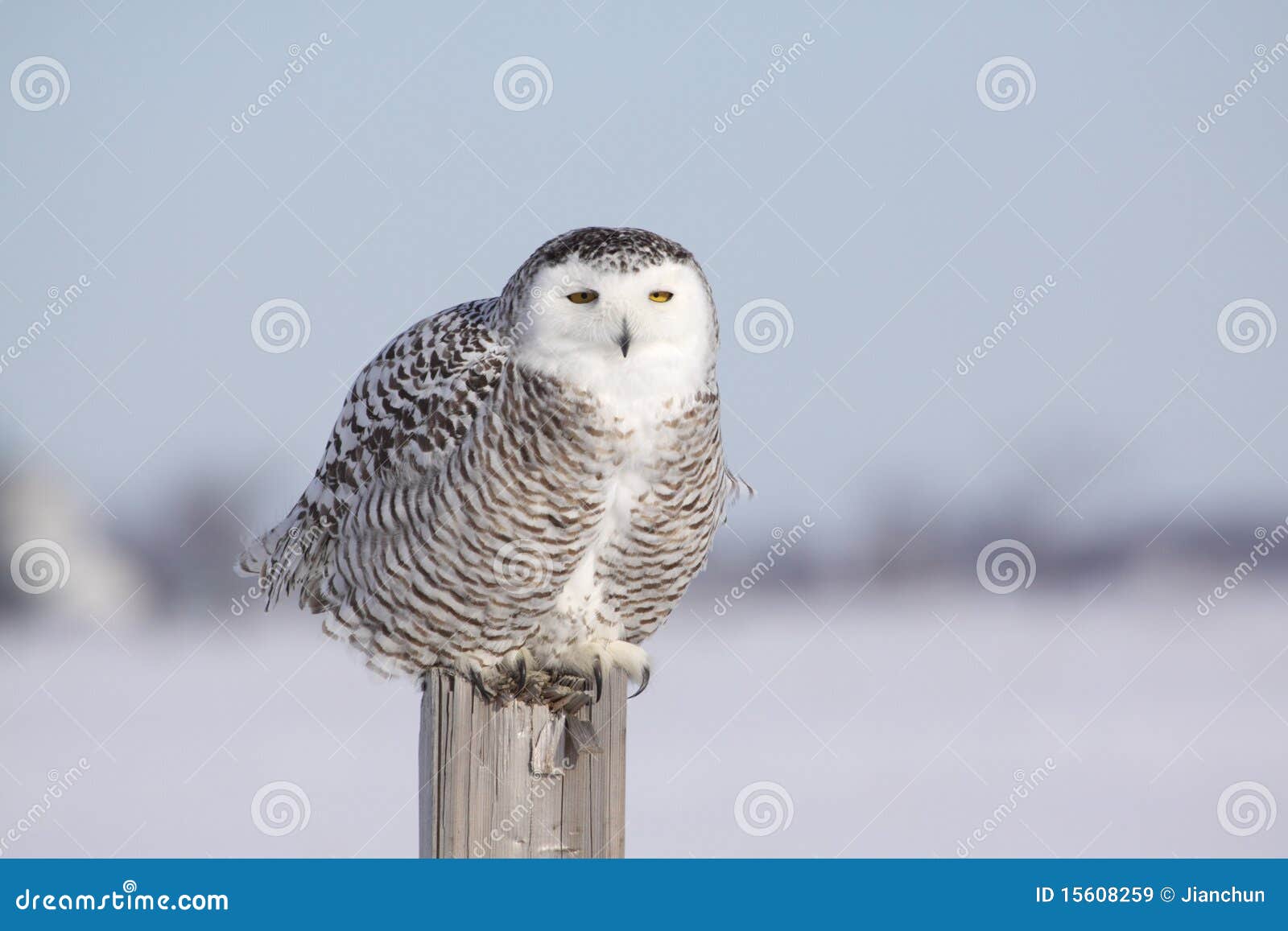 Female Snowy Owl stock image. Image of animal, wildlife - 15608259
