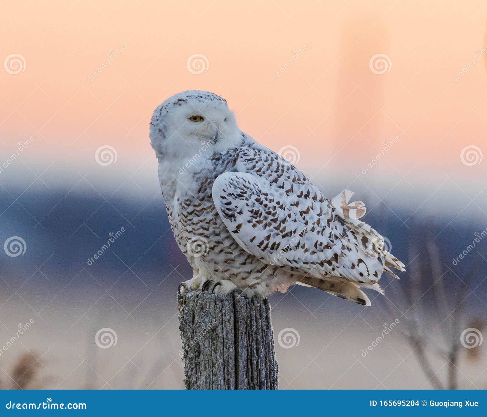Female Snowy Owl stock photo. Image of feathers, bird - 165695204