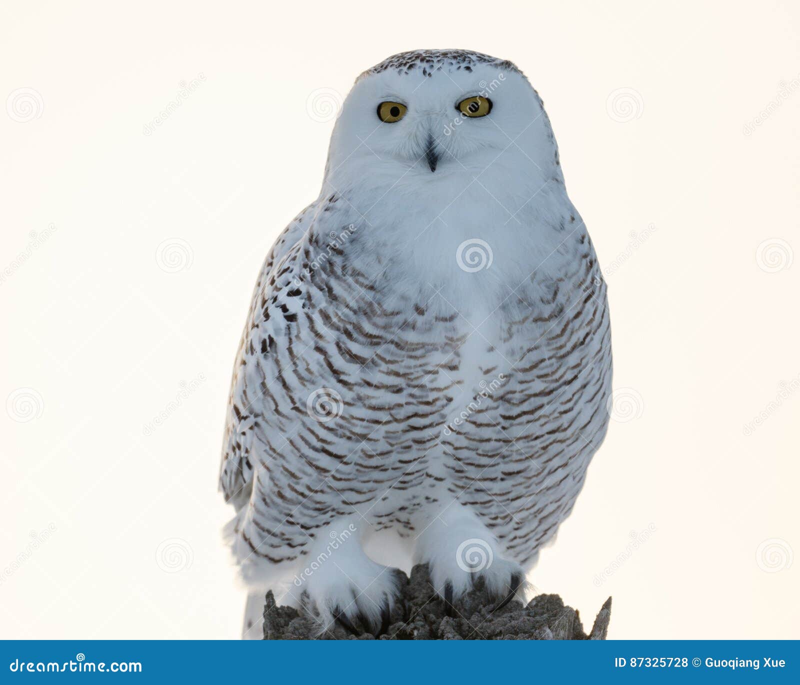 Female Snowy Owl stock photo. Image of yellow, snowy - 87325728
