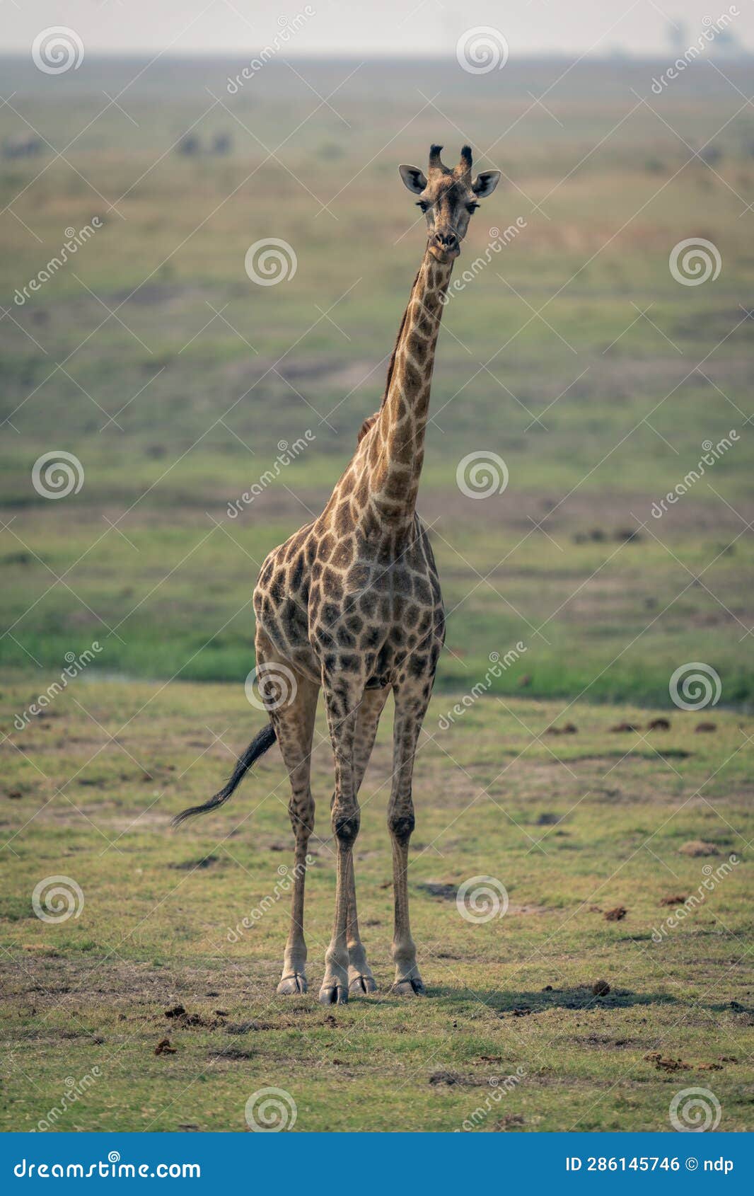 Female Southern Giraffe Stands Facing Towards Camera Stock Photo ...