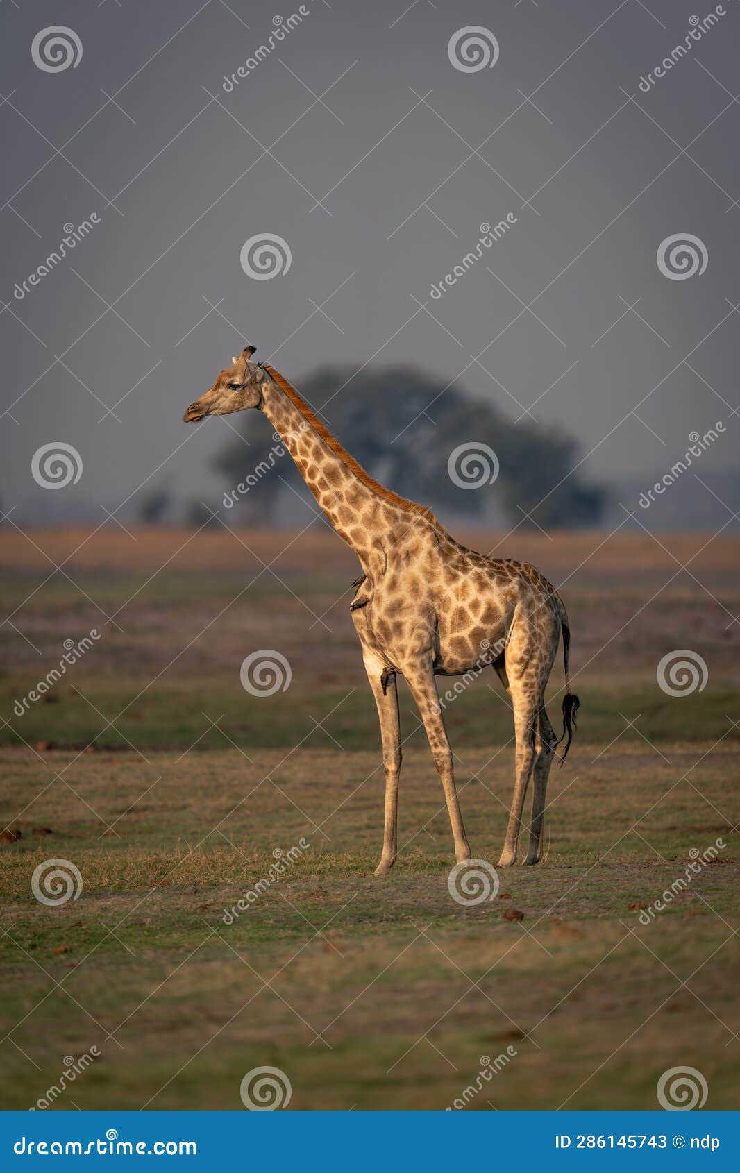 Female Southern Giraffe Stands on Grassy Plain Stock Image - Image of ...