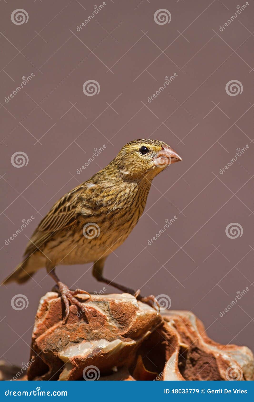 Female Southern Red Bishop Perched on Rock Stock Image - Image of avian ...