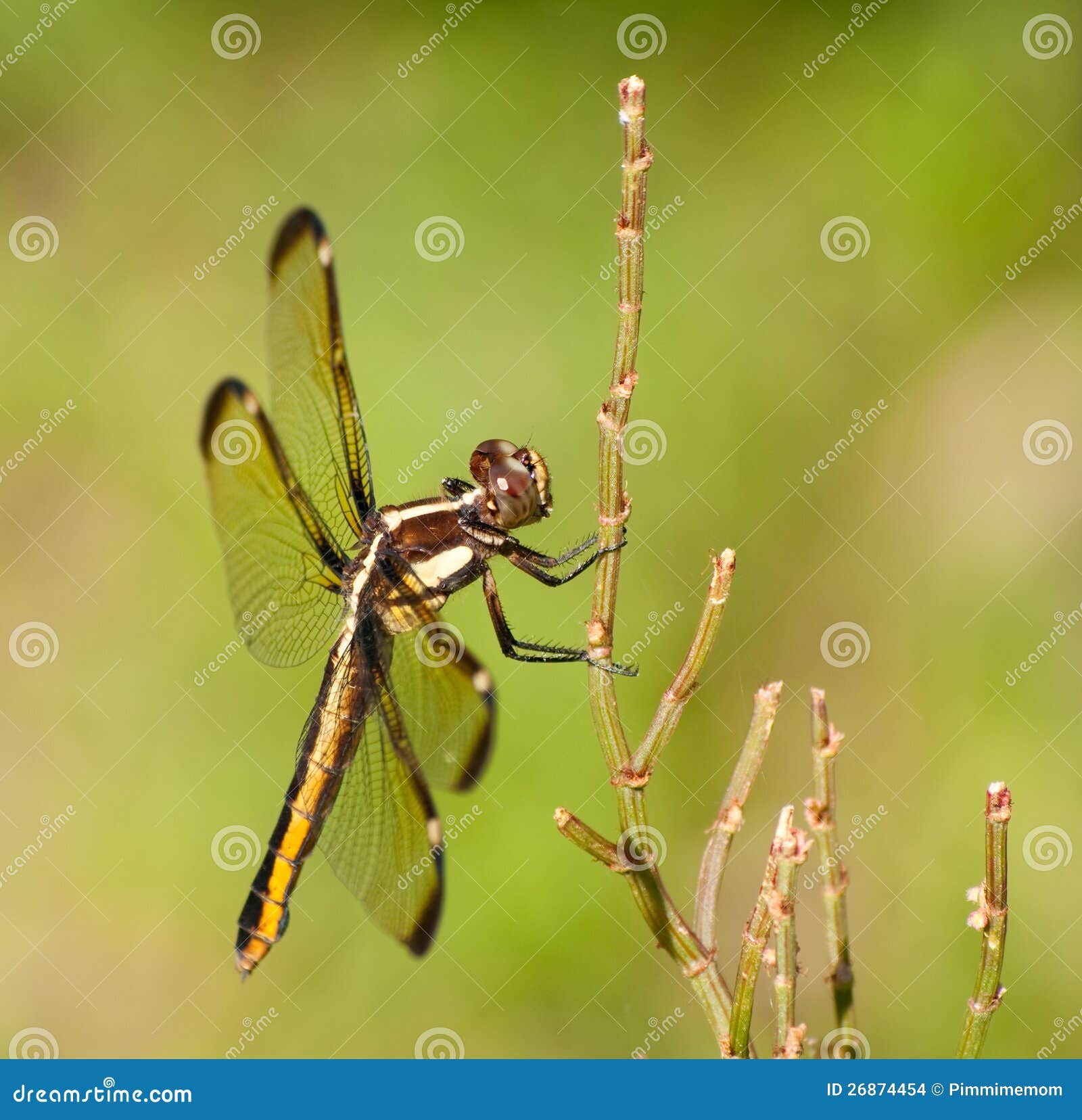 Female Spangled Skimmer, Libellula Cyanea Stock Photo - Image of spots ...
