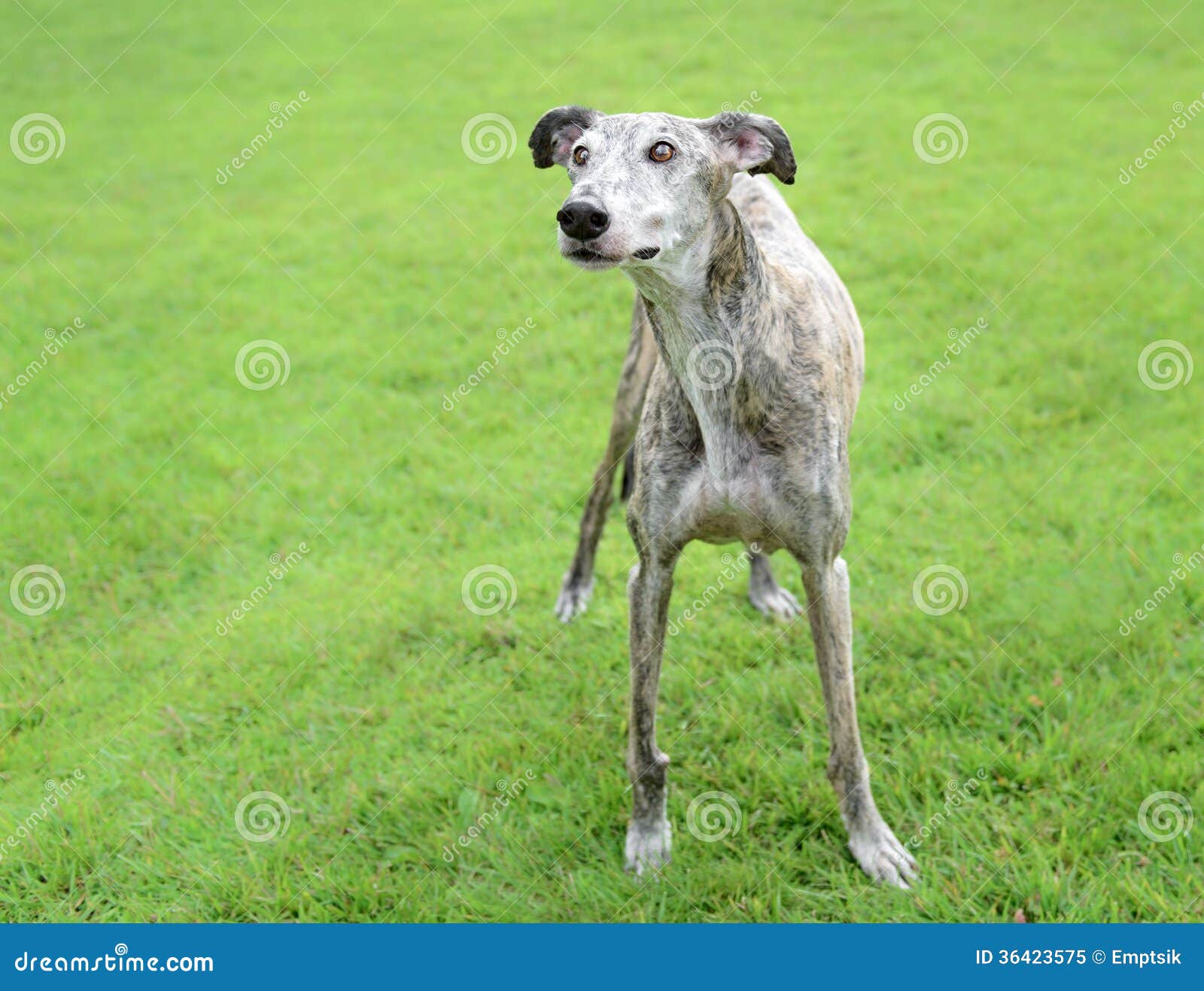 Female Spanish Galgo dog stock image. Image of grass - 36423575