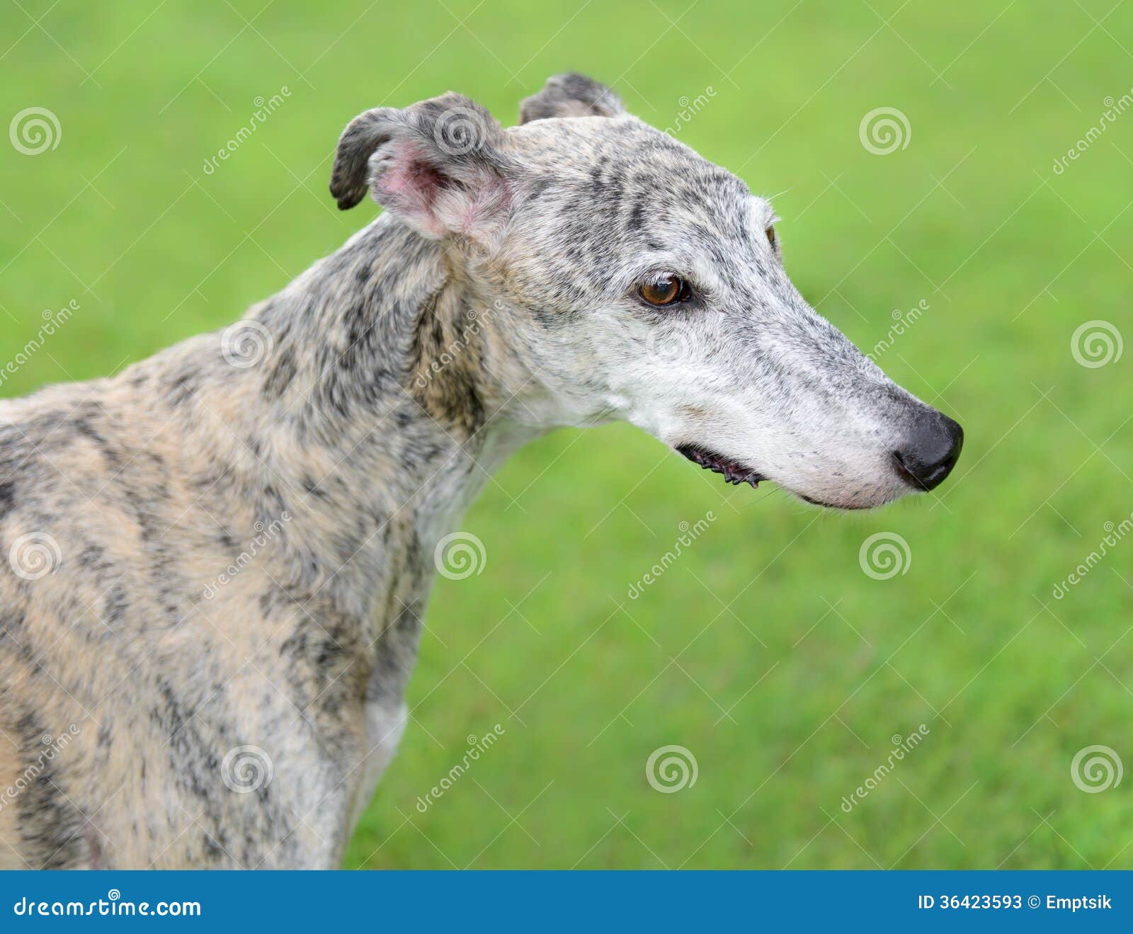 Female Spanish Galgo dog stock image. Image of portrait - 36423593