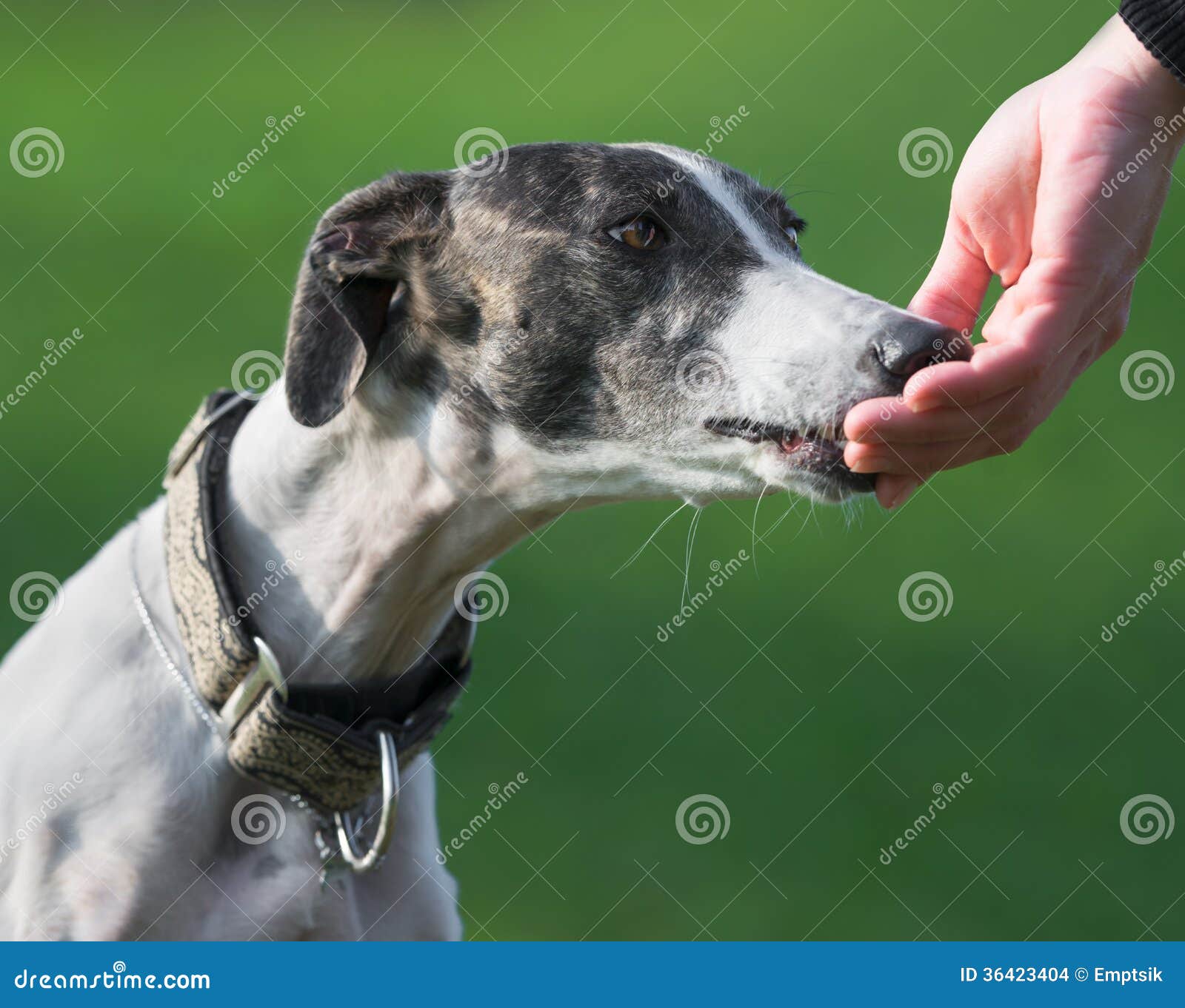 Female spanish greyhound stock photo. Image of beauty - 36423404