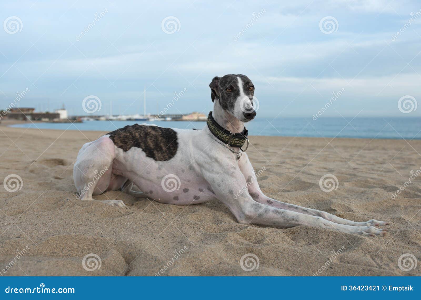 Female spanish greyhound stock image. Image of friendship - 36423421