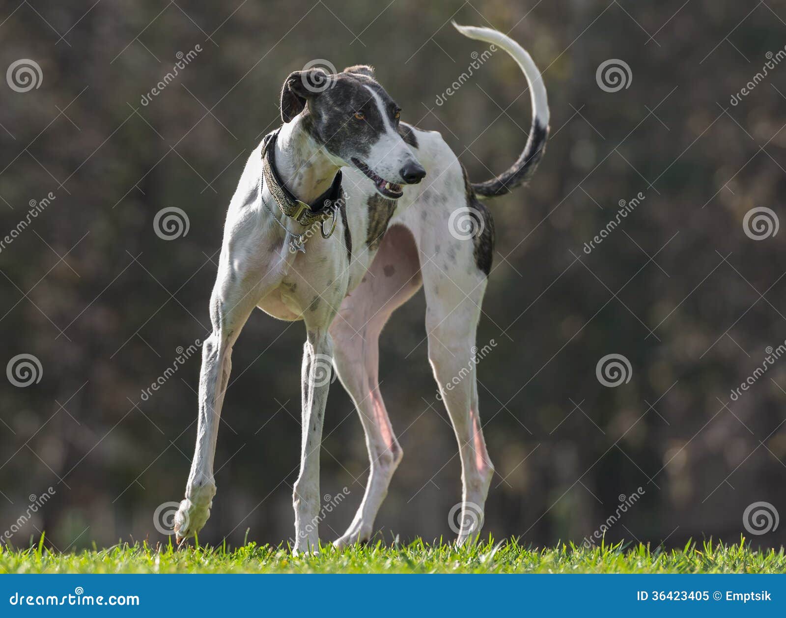 Female spanish greyhound stock image. Image of galgo - 36423405