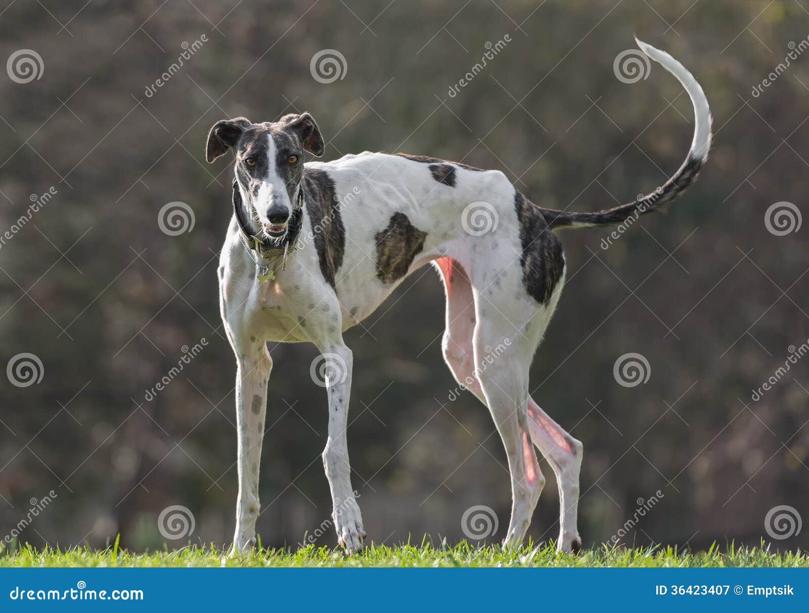 Female spanish greyhound stock image. Image of portrait - 36423407