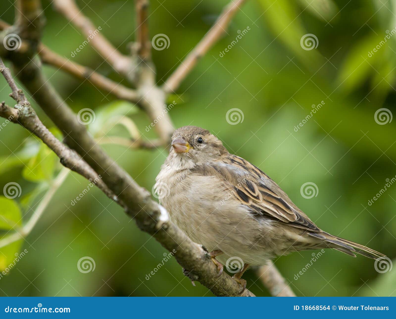Female sparrow stock photo. Image of beautiful, beauty - 18668564
