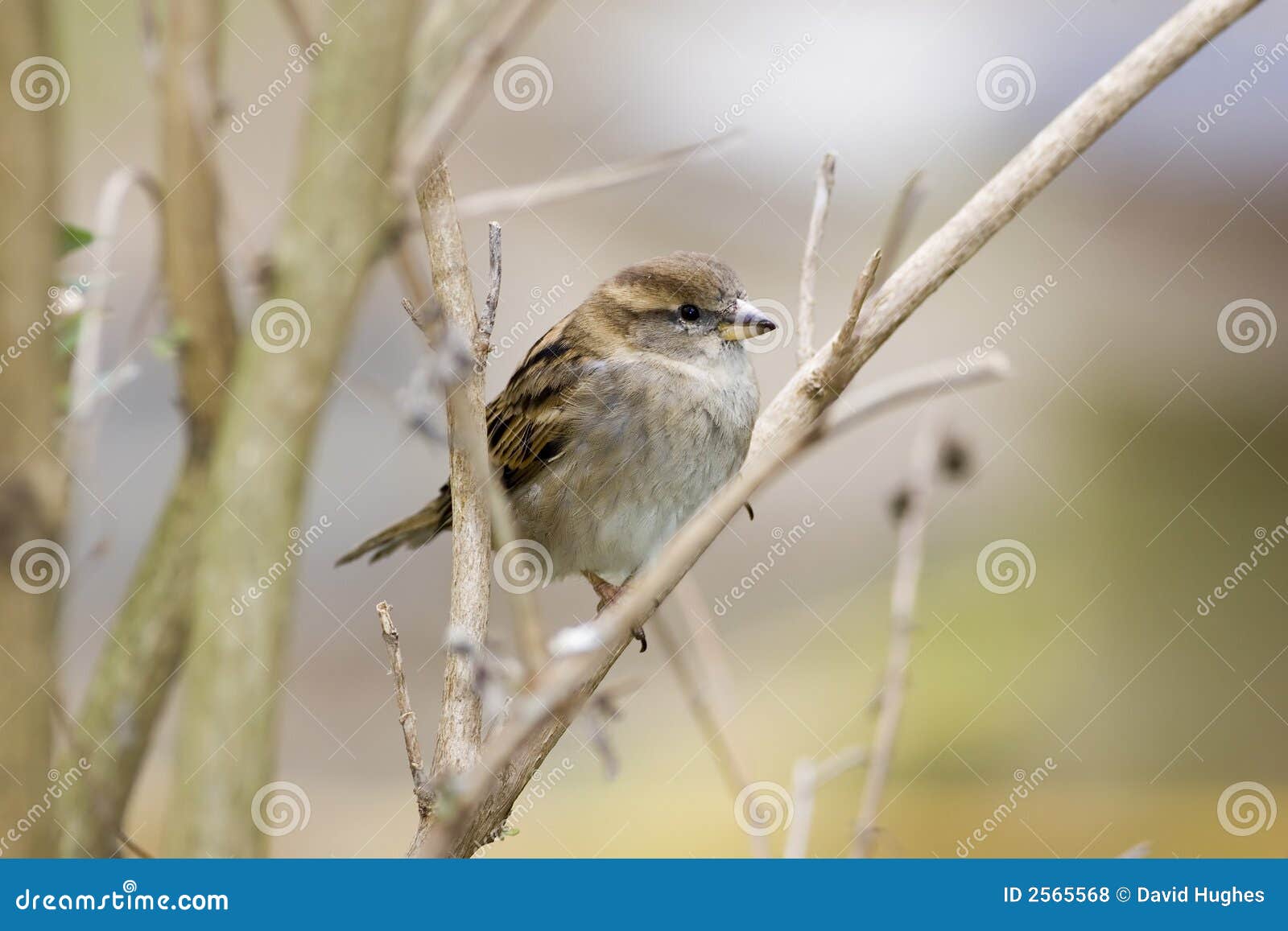 Female Sparrow on Bare Tree Stock Photo - Image of drab, brown: 2565568