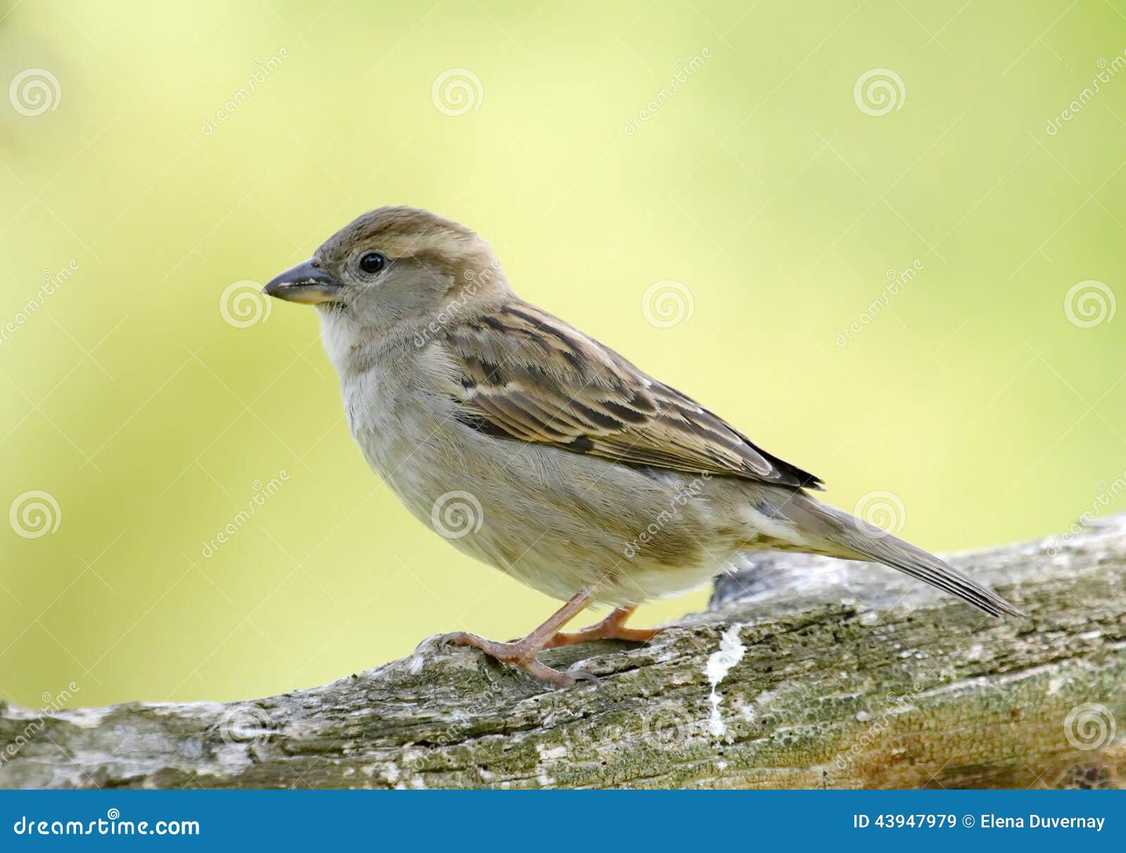 Female sparrow stock image. Image of branch, beak, wing - 43947979