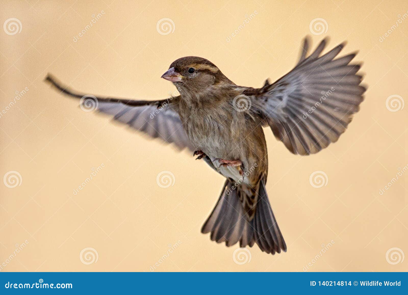 Female Sparrow