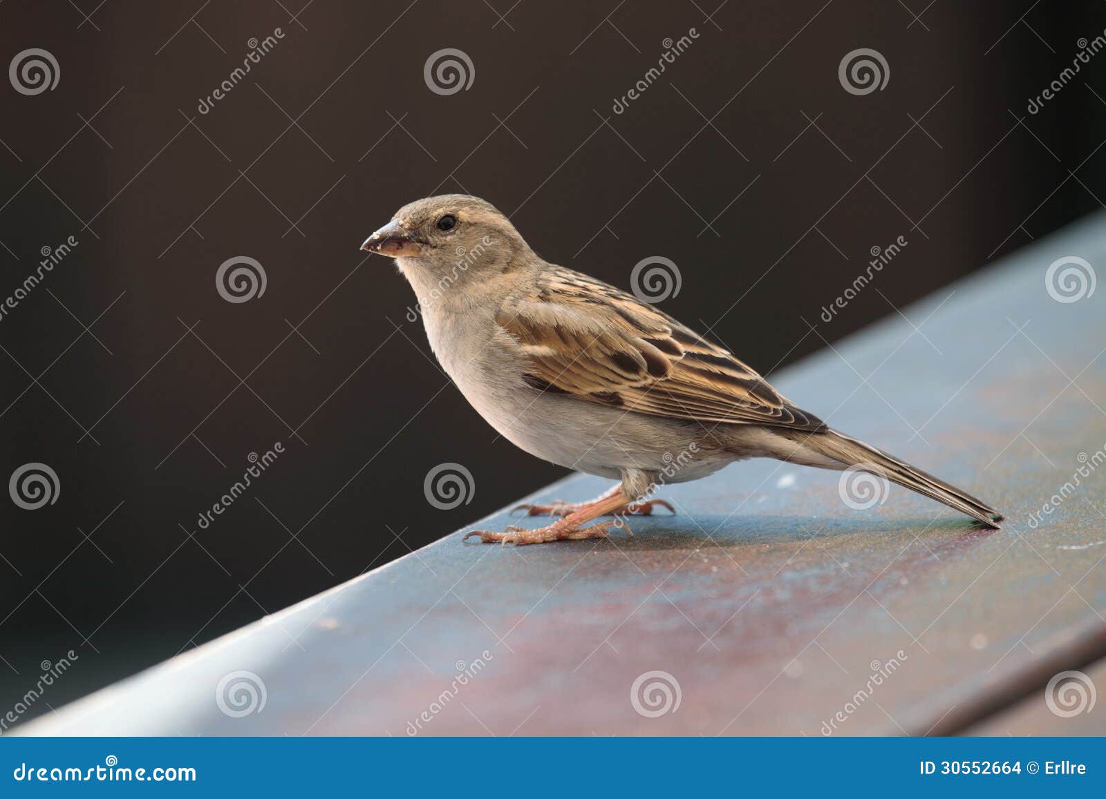 Female sparrow stock photo. Image of avian, nature, wild - 30552664