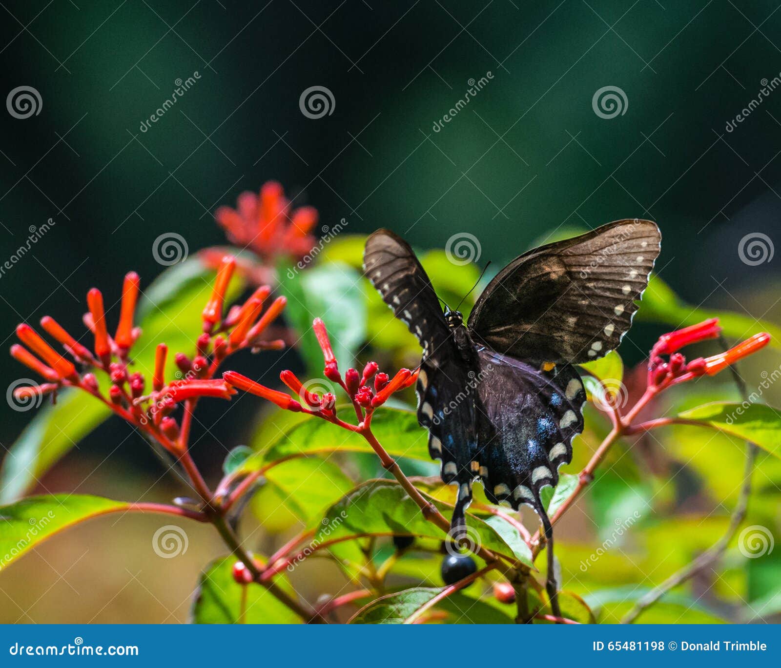 Female Spice Bush stock photo. Image of nectar, organism - 65481198