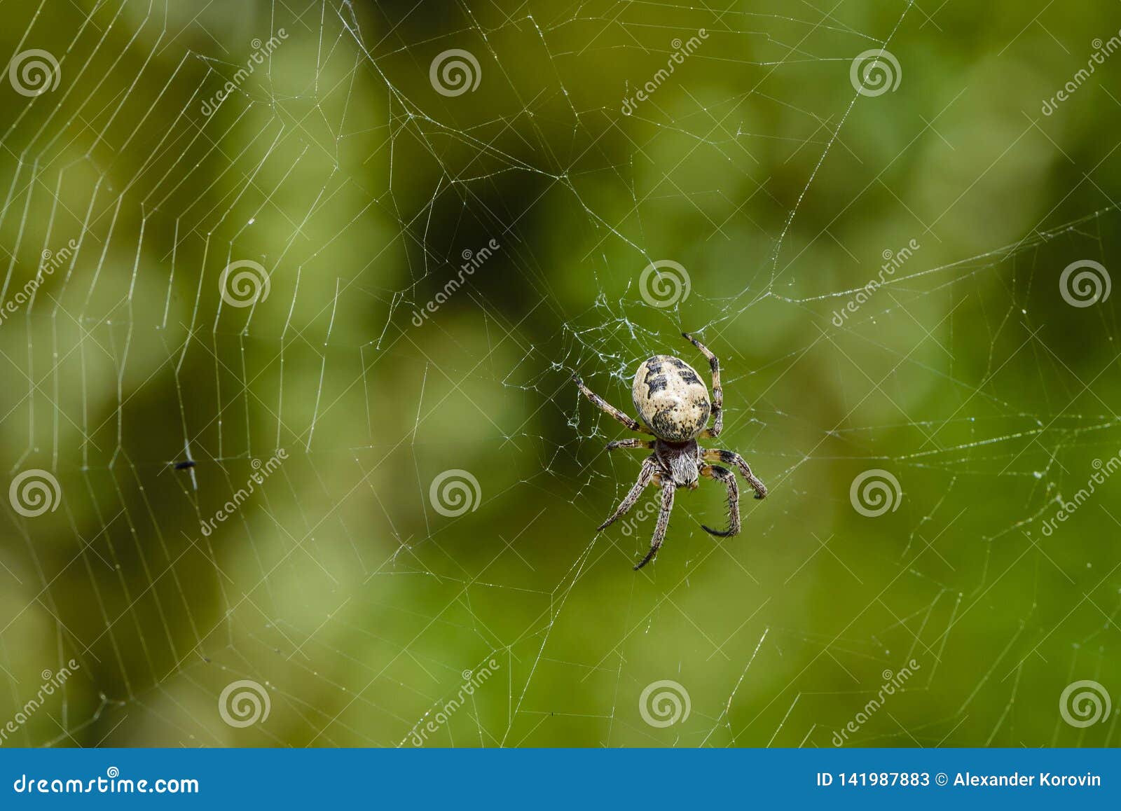 Larinioides Cornutus, The Furrow Spider, Furrow Orb Spider, Or Foliate ...