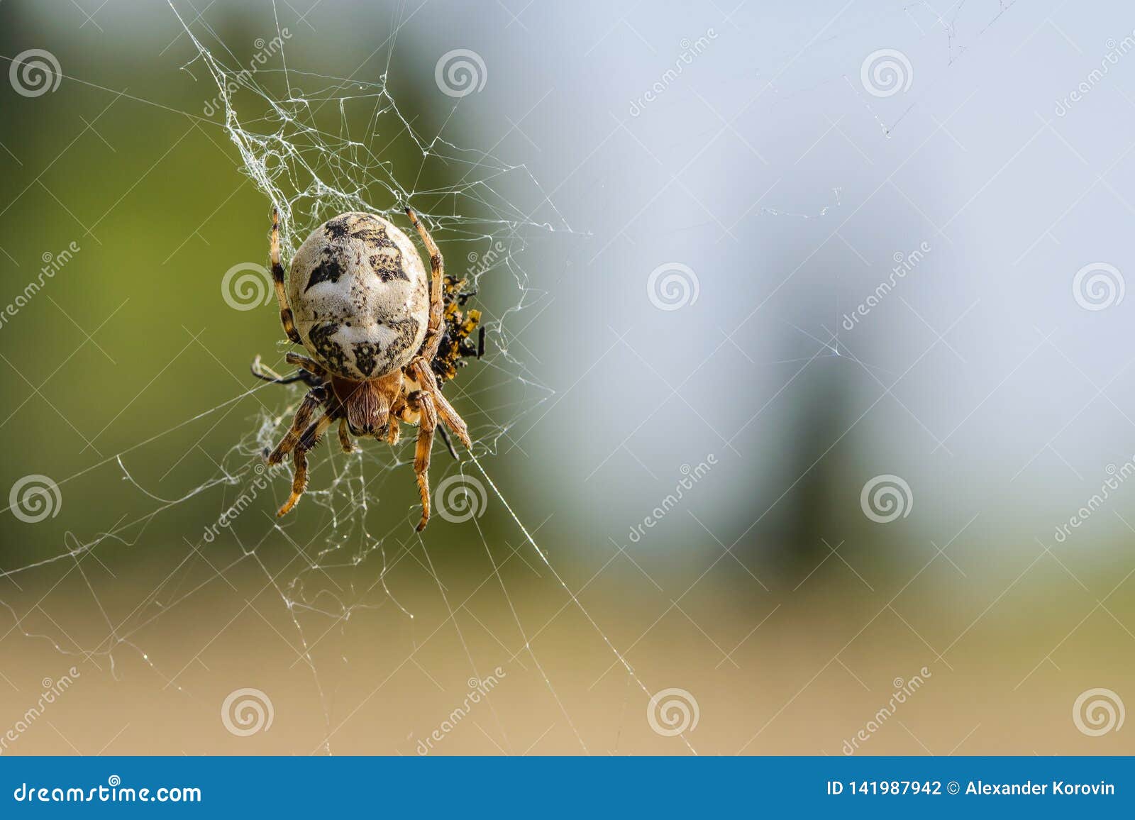 Larinioides Cornutus, The Furrow Spider, Furrow Orb Spider, Or Foliate ...