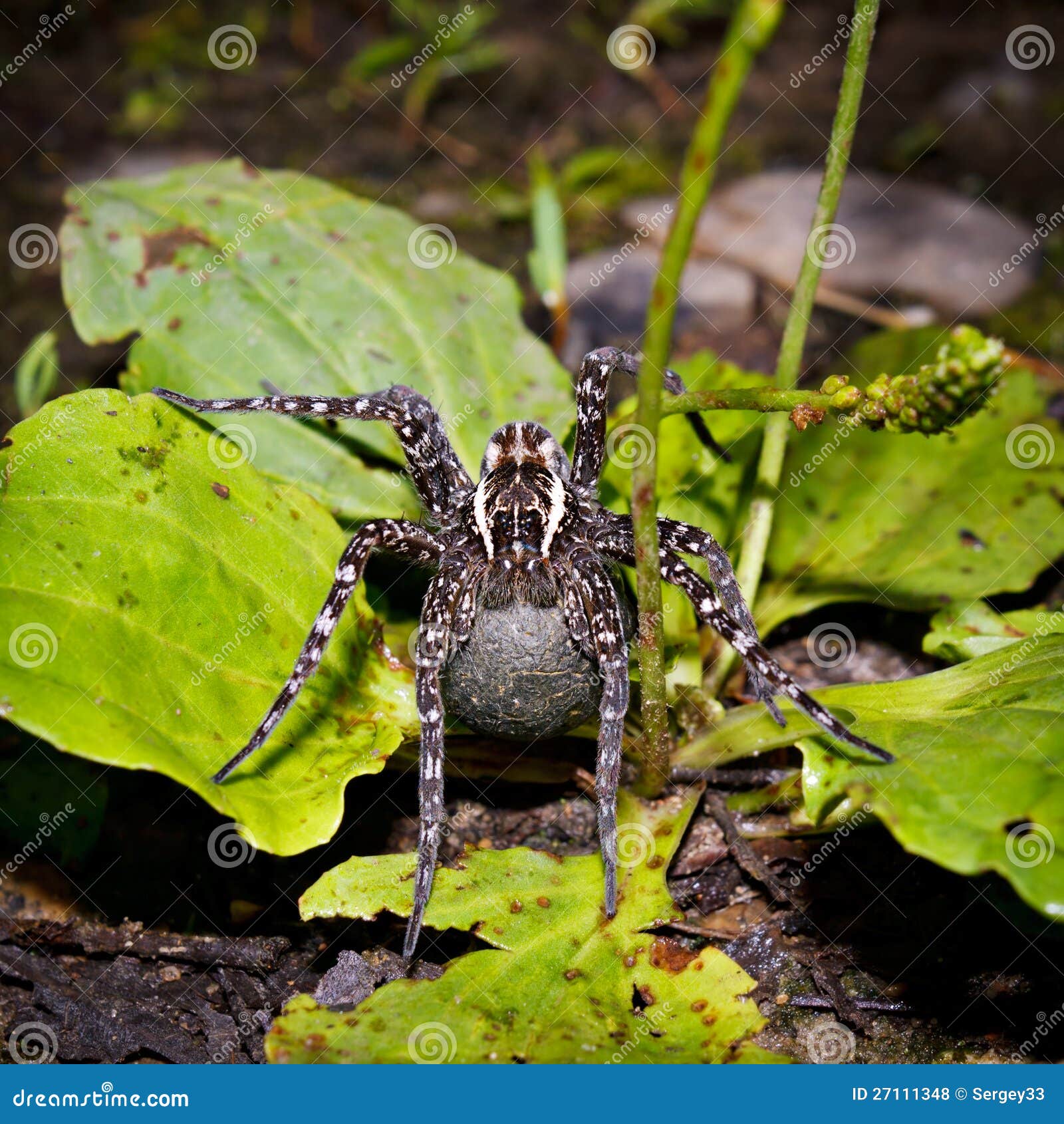 257 Female Spider Cocoon Photos - Free & Royalty-Free Stock Photos from ...