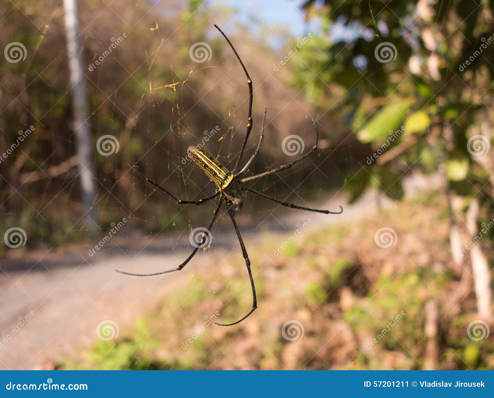 Female Spider Genus Nephila Indonesia Stock Photos - Free & Royalty ...