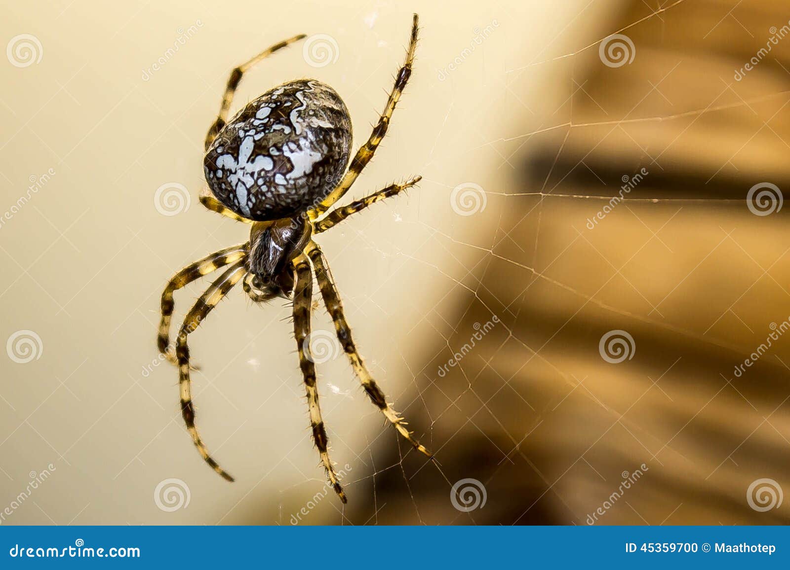 Female Spider Stock Photo | CartoonDealer.com #45359700