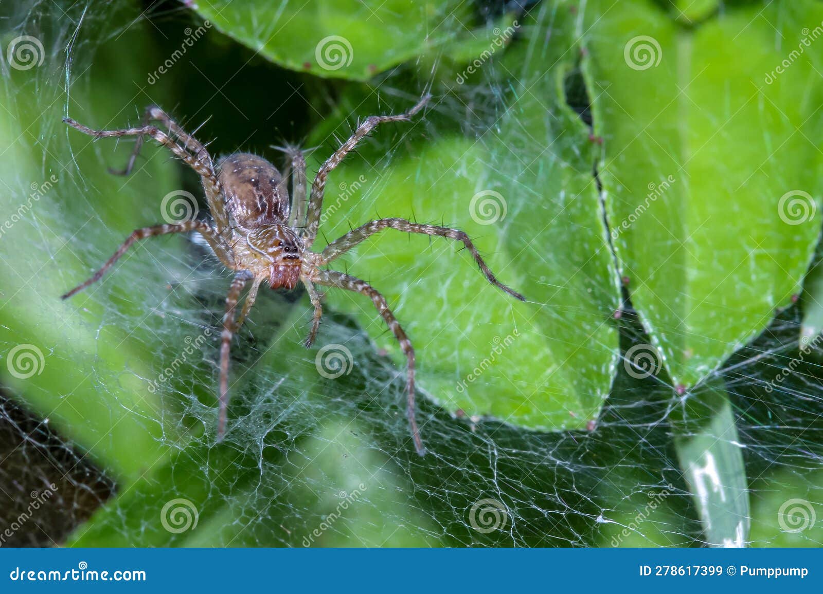 The Female Spider on Spider Web in Nature Stock Image - Image of ...