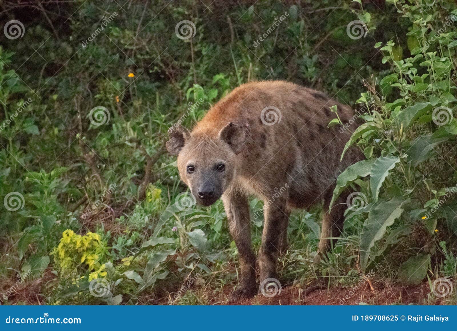 Female Spotted Hyena stock image. Image of plant, spotted - 189708625