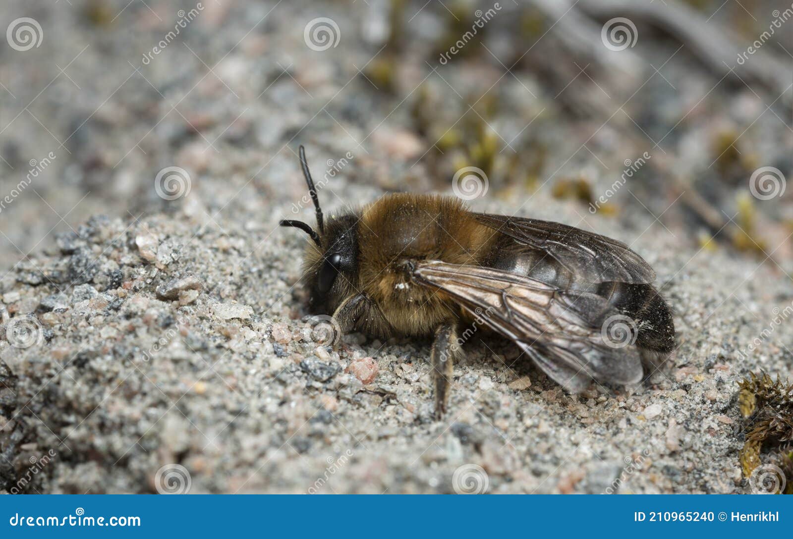 Female Spring Mining Bee, Colletes Cunicularius on Sand Stock Photo ...