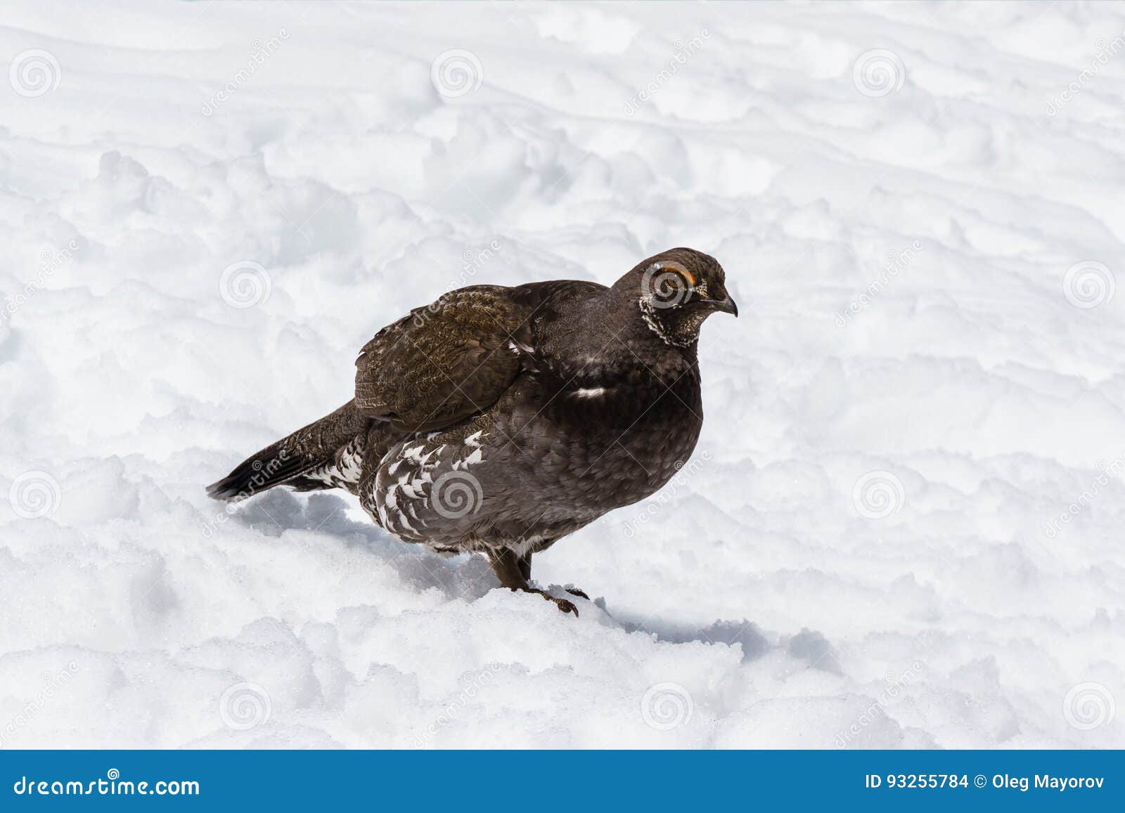 Female Spruce Grouse in Winter on the Snow Stock Photo - Image of ...