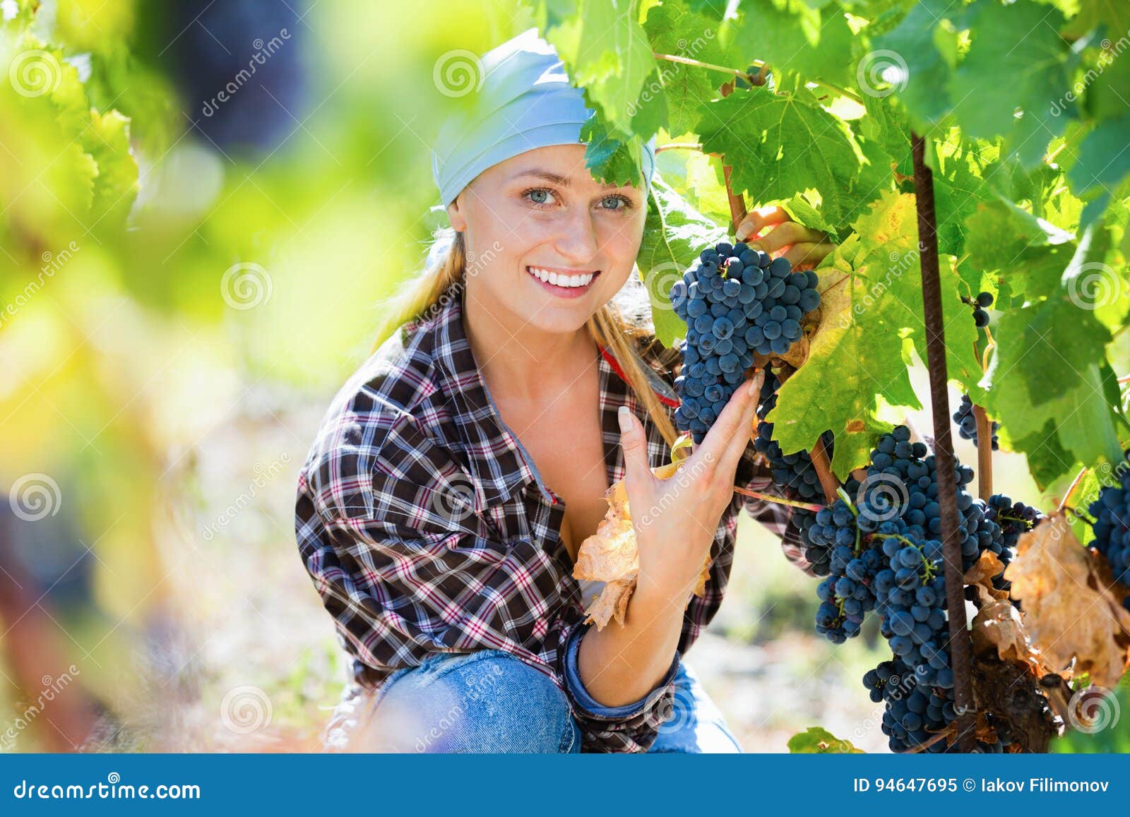 Female Staff Cutting Clusters of Wine Grape Stock Image - Image of ...