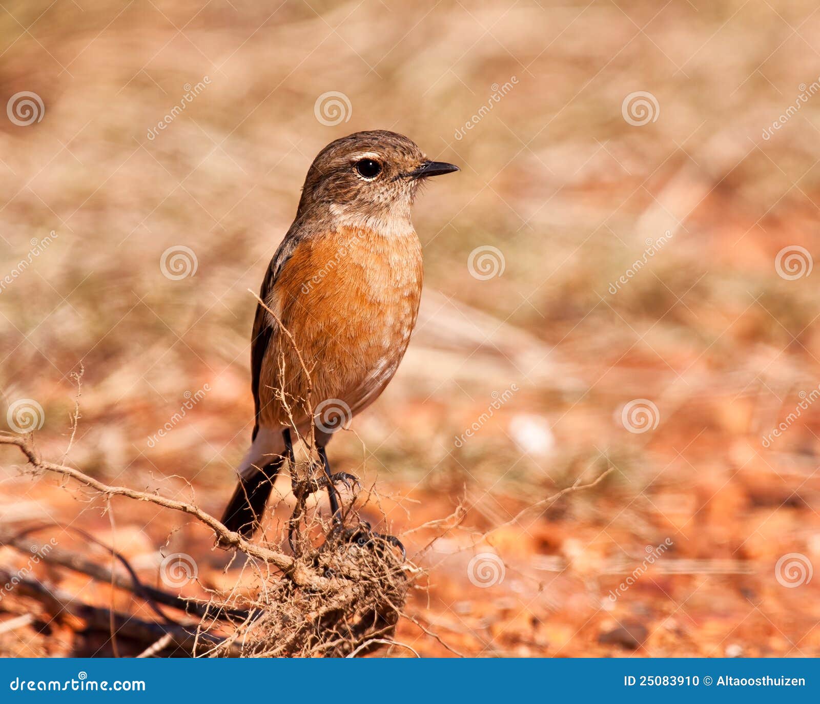 Female stone chat sitting stock photo. Image of delicate - 25083910