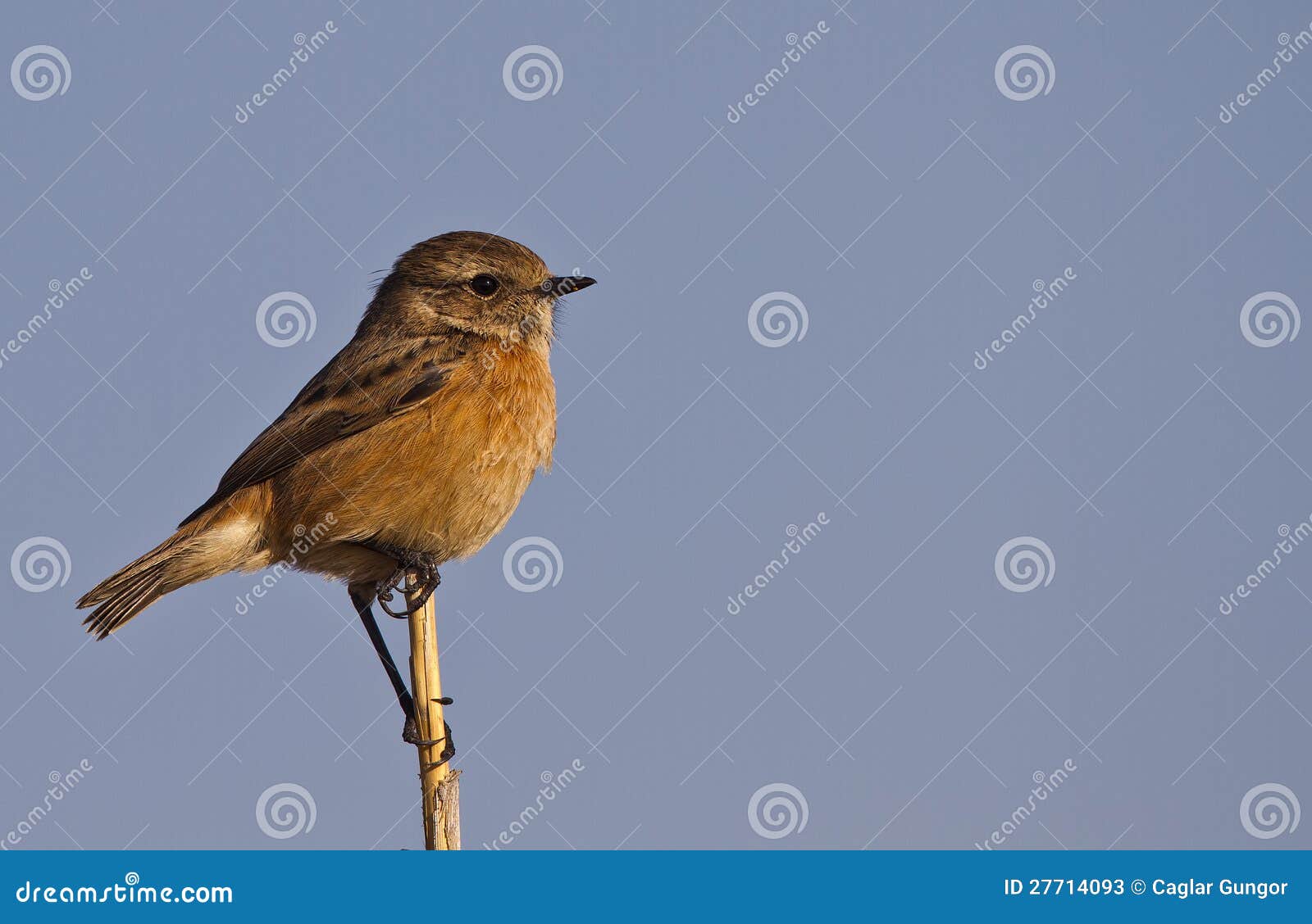 Female Stonechat stock image. Image of wood, bill, bird - 27714093