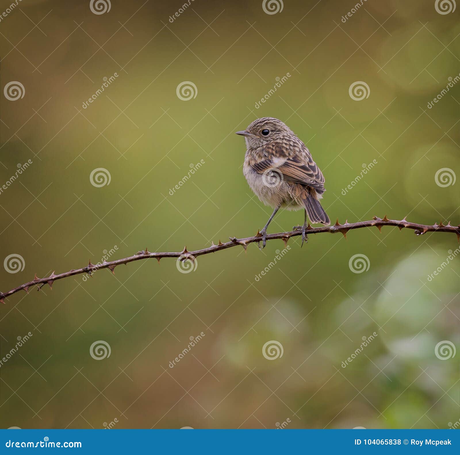 A female Stonechat stock photo. Image of keeping, flock - 104065838