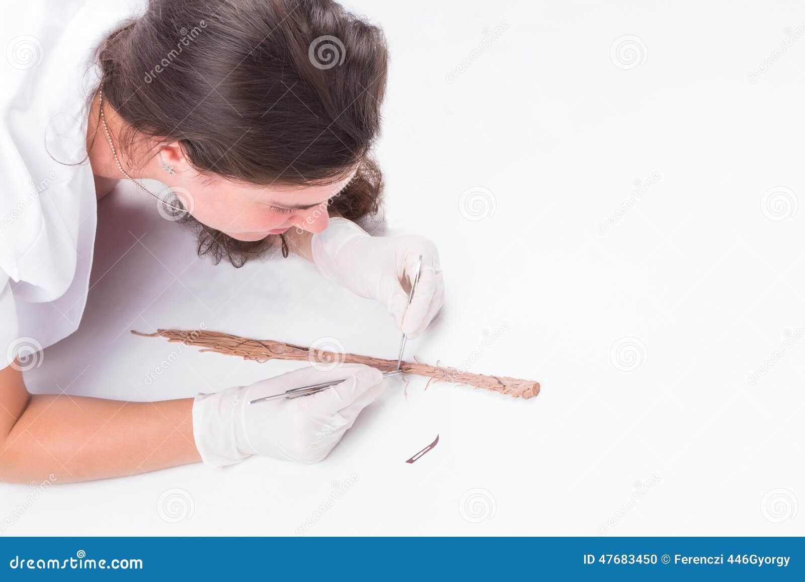 Female Student Investigating a Spinal Marrow Stock Photo - Image of ...
