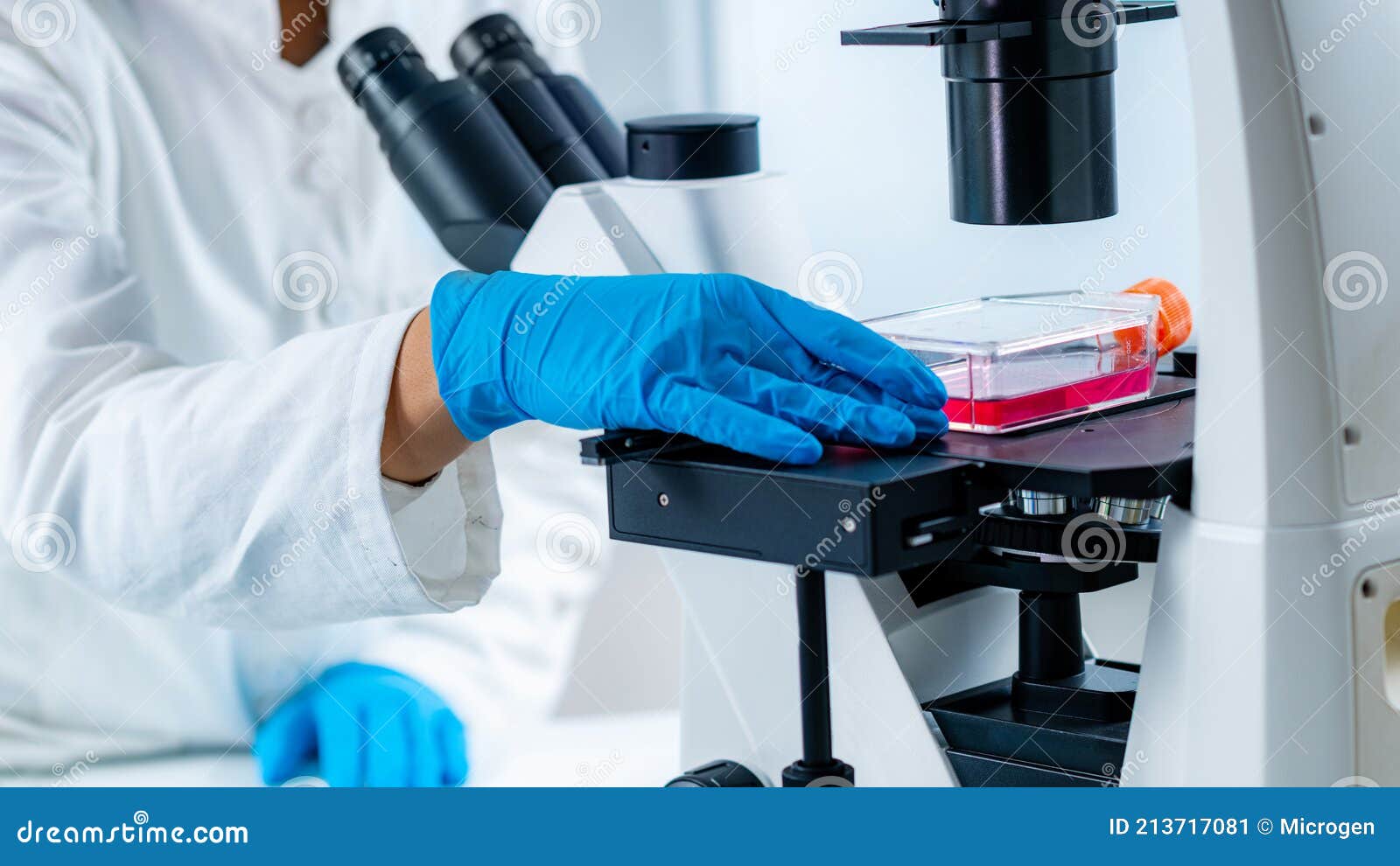 Female Student in Laboratory, Placing Culture Flask on the Microscope ...