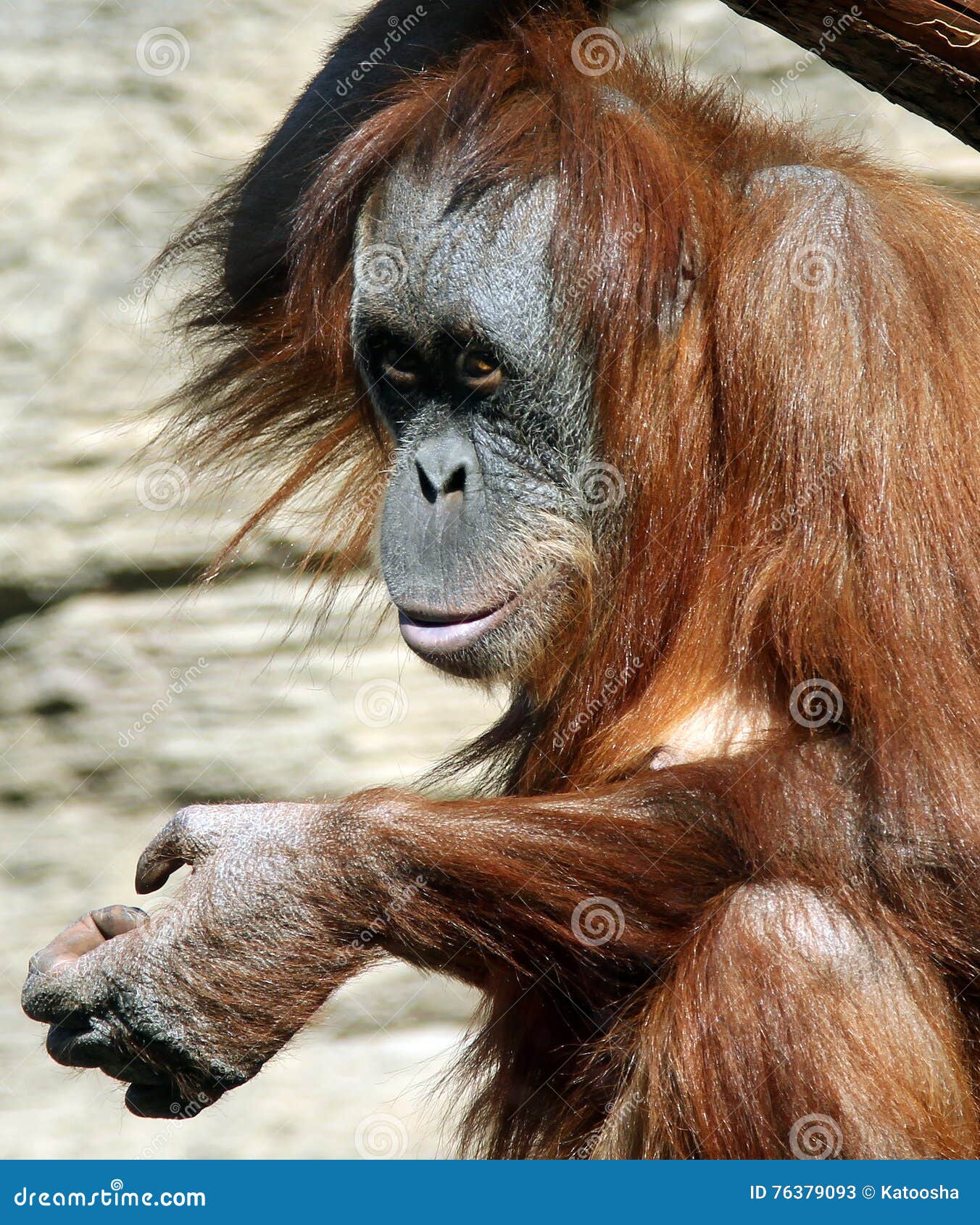 Female of Sumatran Orangutan Pongo Abelii Stock Image - Image of cute ...