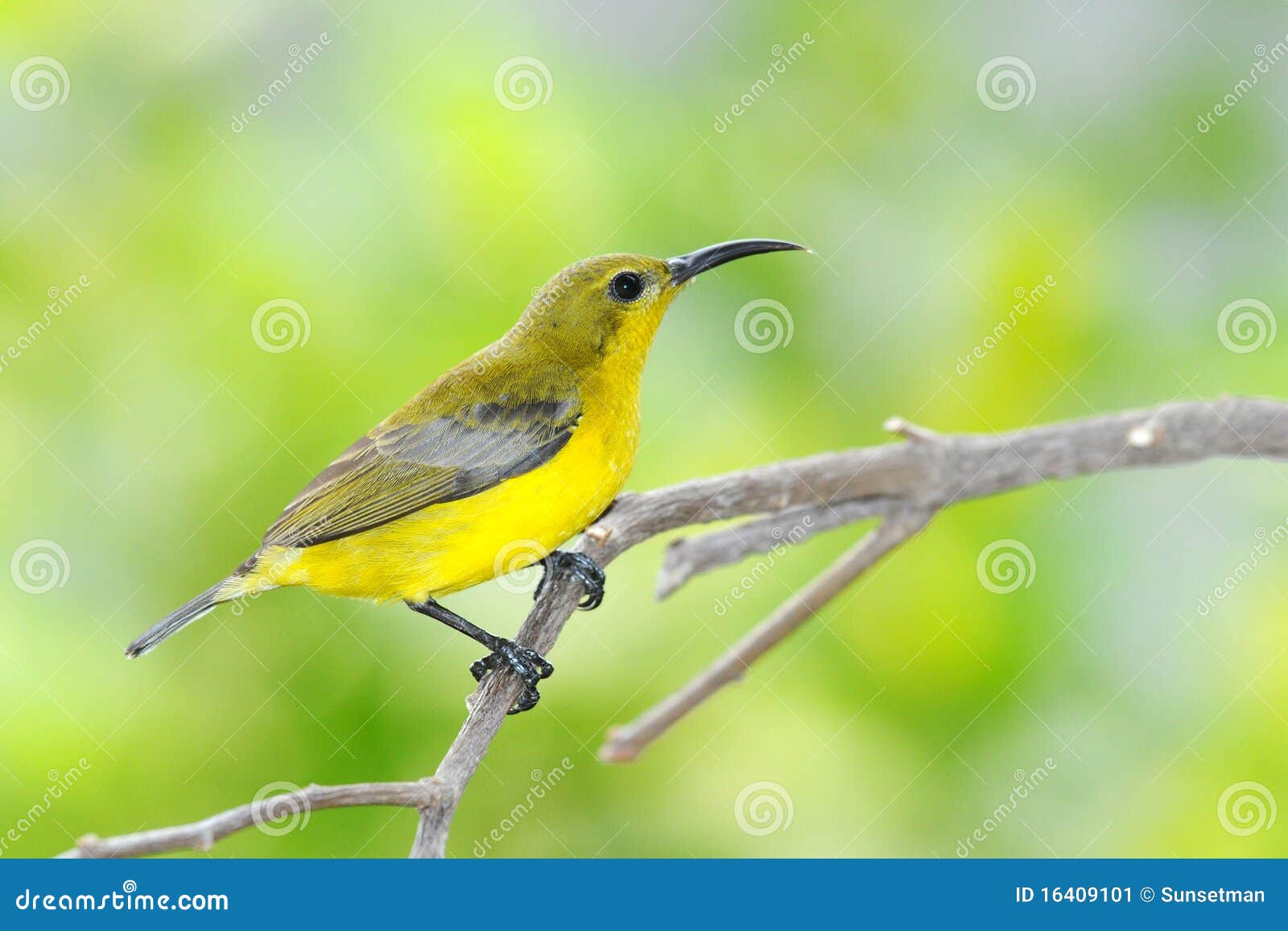 Female Sunbird stock image. Image of color, species, twig - 16409101